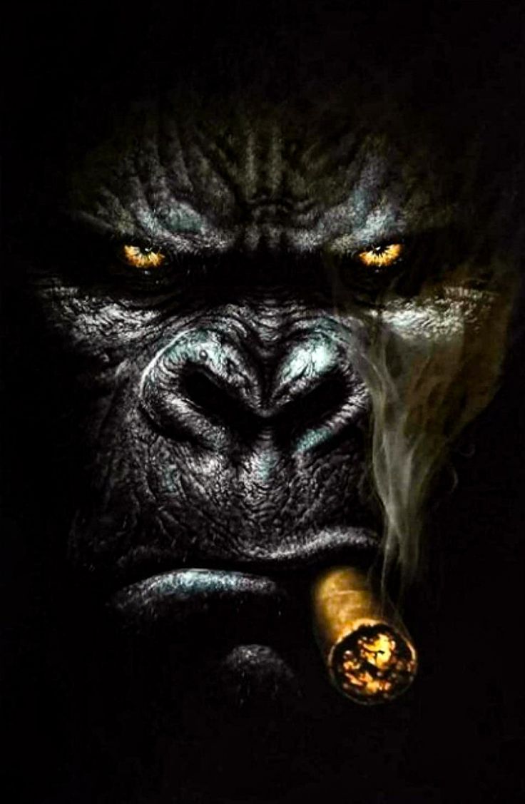 Silverback Gorilla Wallpapers - Top Free Silverback Gorilla Backgrounds ...