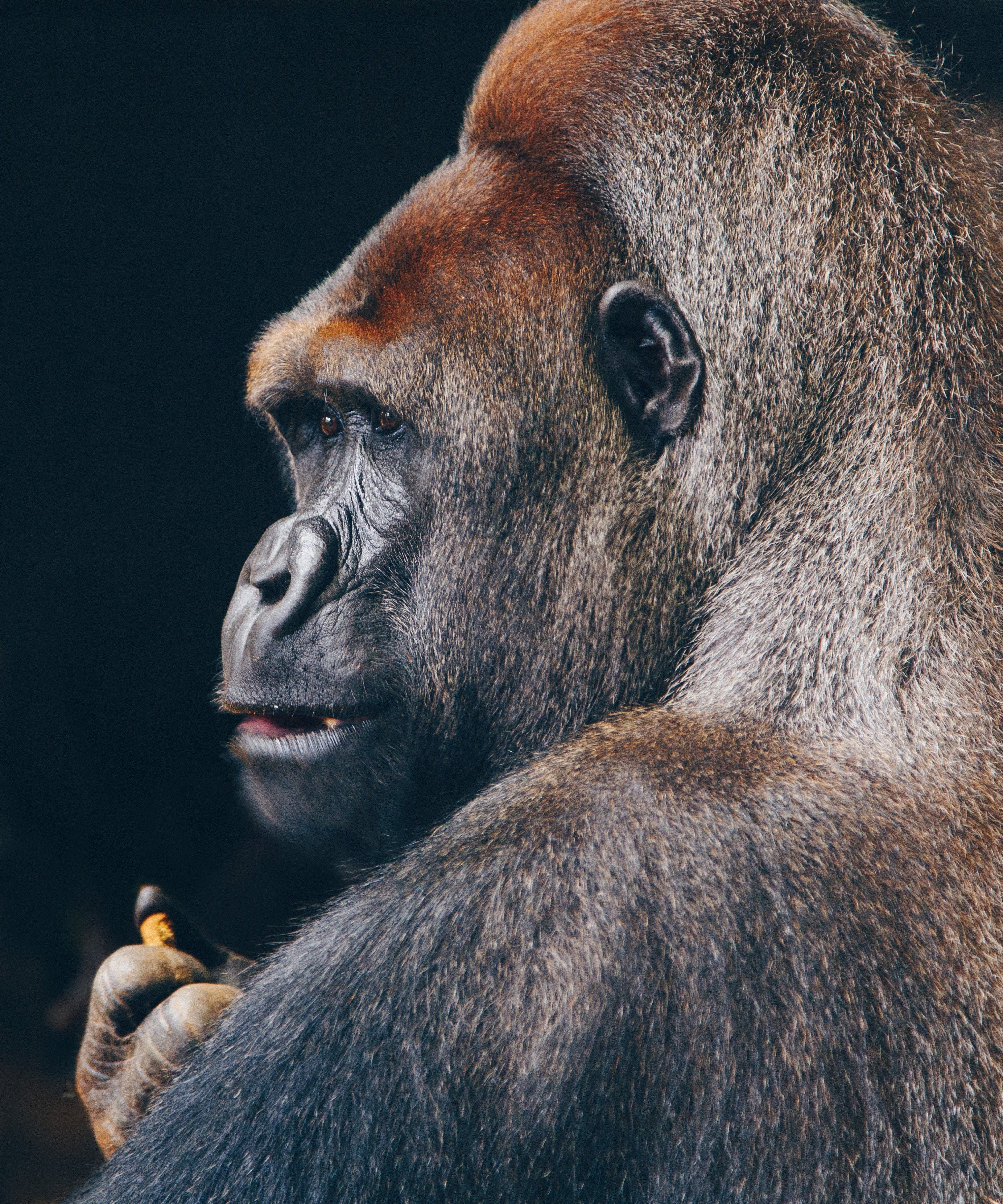 Silverback Gorilla Wallpapers - Top Free Silverback Gorilla Backgrounds ...