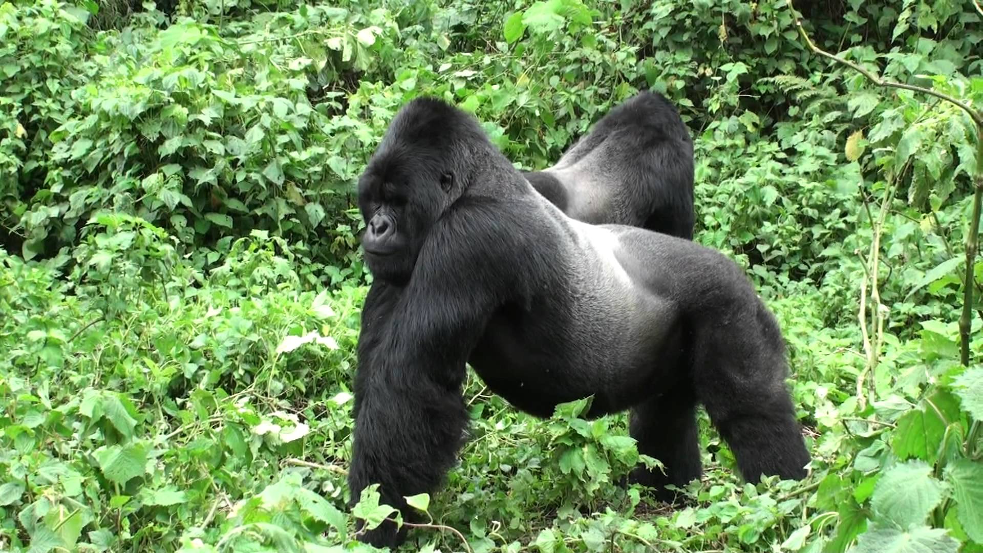 Silverback Gorilla Wallpapers - Top Free Silverback Gorilla Backgrounds - WallpaperAccess