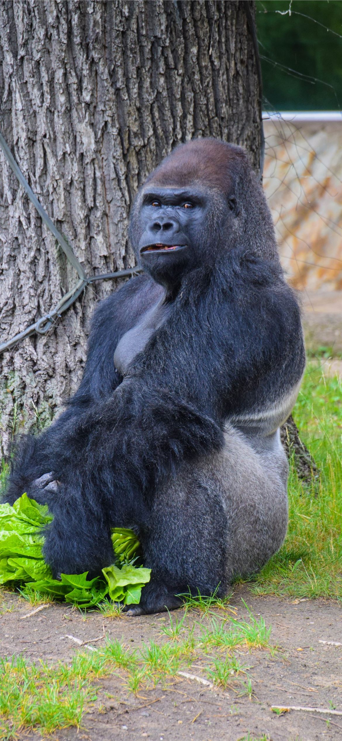 Silverback Gorilla Wallpapers - Top Free Silverback Gorilla Backgrounds ...