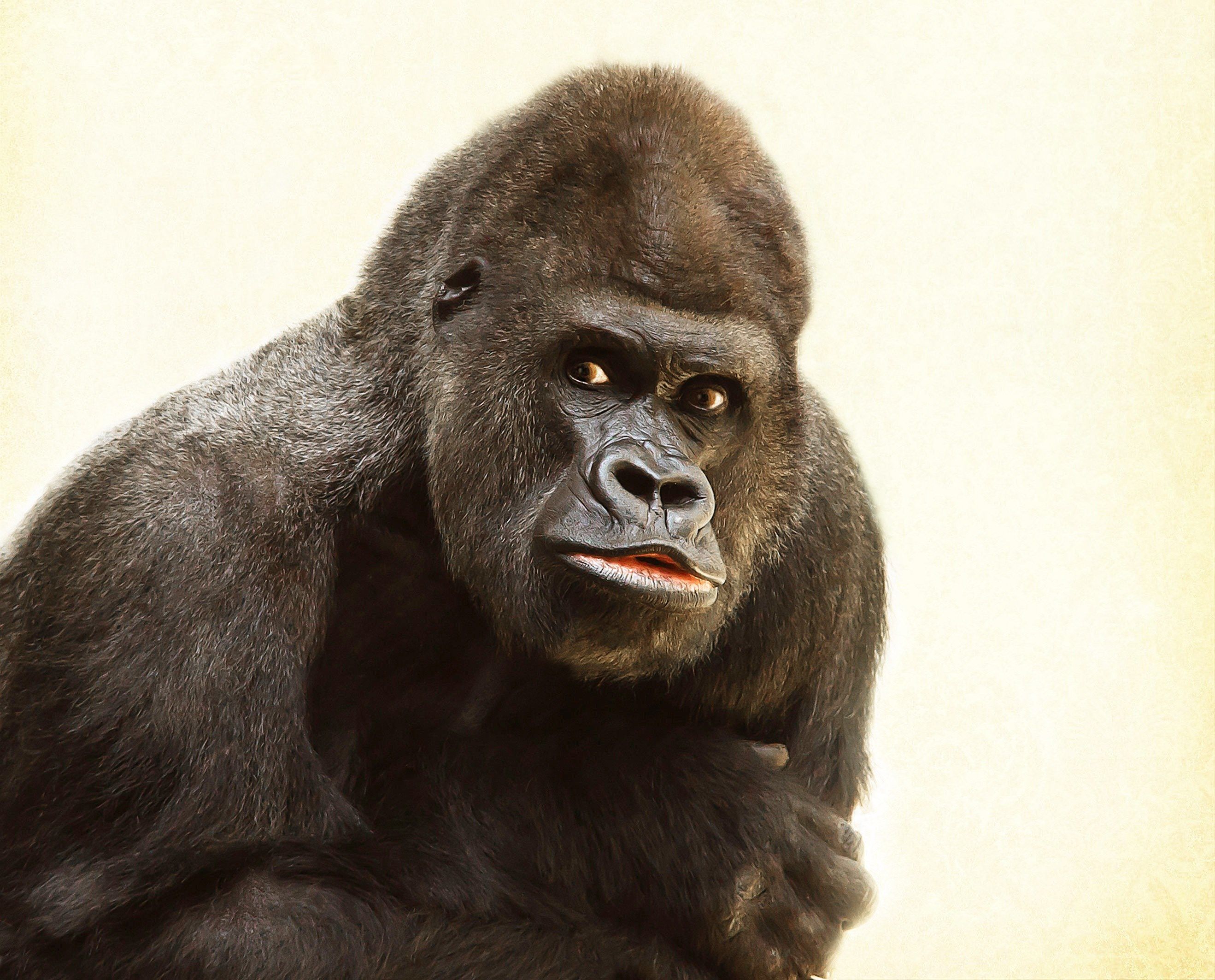 Silverback Gorilla Wallpapers - Top Free Silverback Gorilla Backgrounds ...
