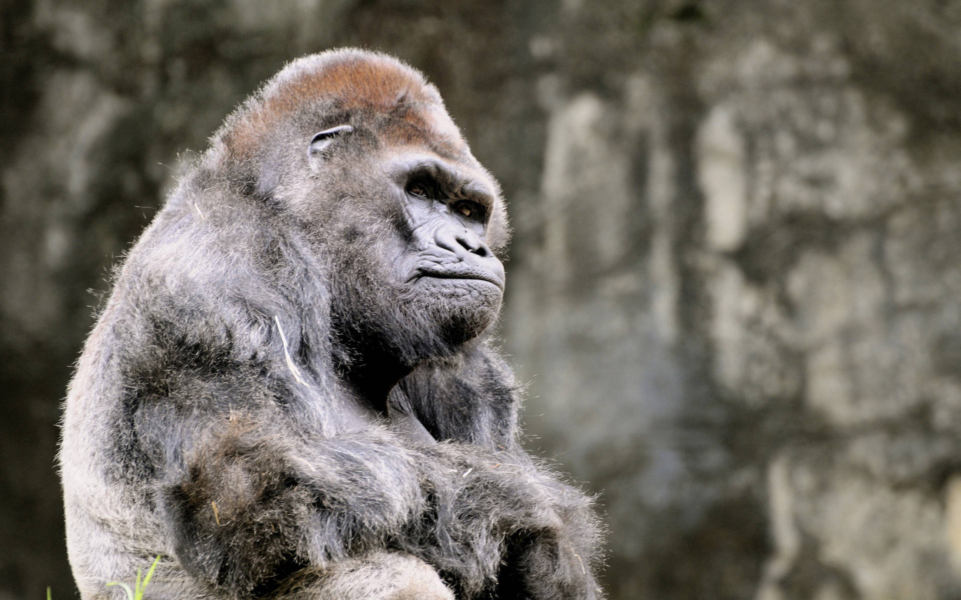 Silverback Gorilla Wallpapers - Top Free Silverback Gorilla Backgrounds ...
