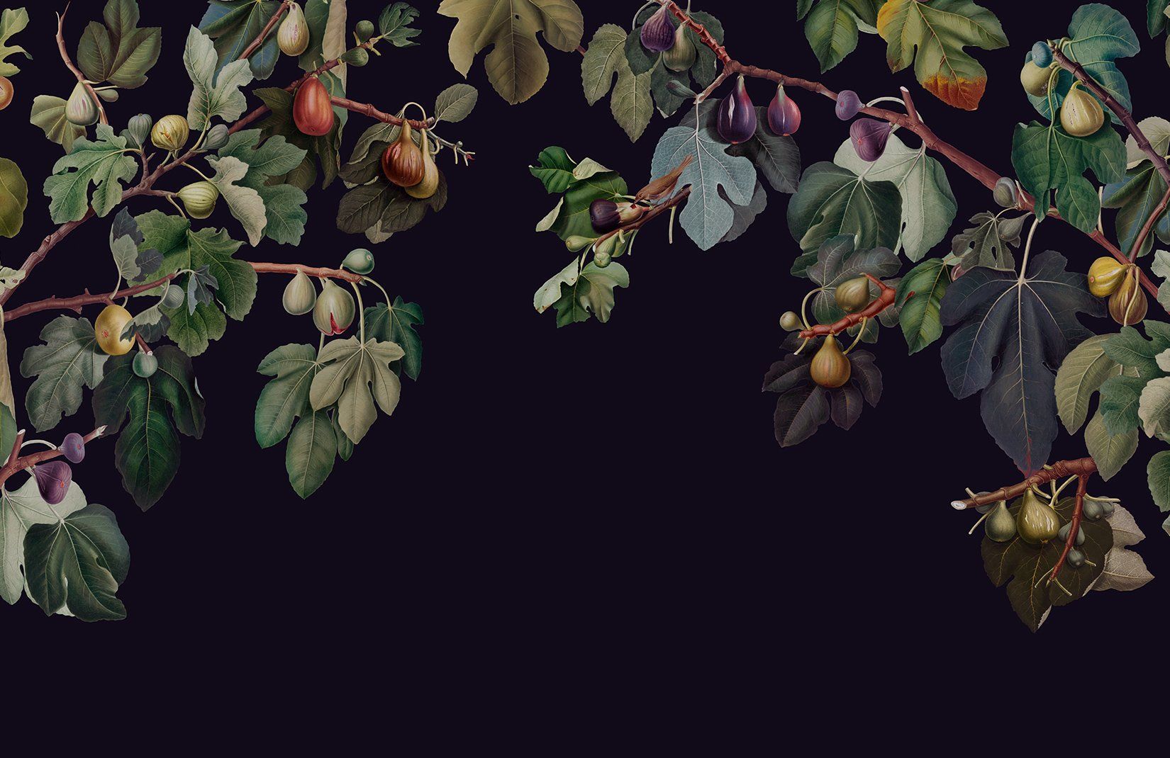 Fig Tree Wallpapers - Top Free Fig Tree Backgrounds - WallpaperAccess