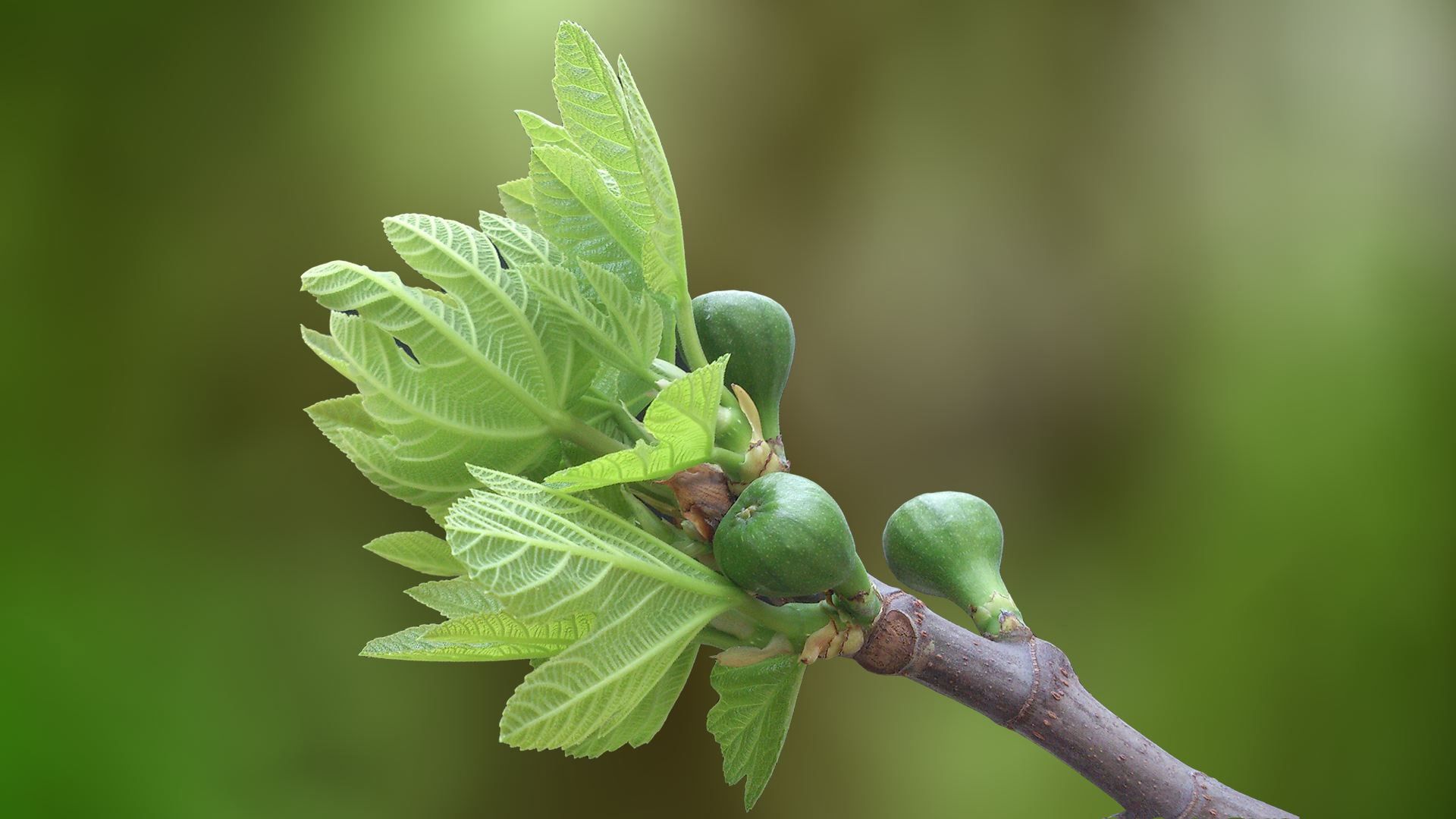 Fig Tree Wallpapers - Top Free Fig Tree Backgrounds - WallpaperAccess