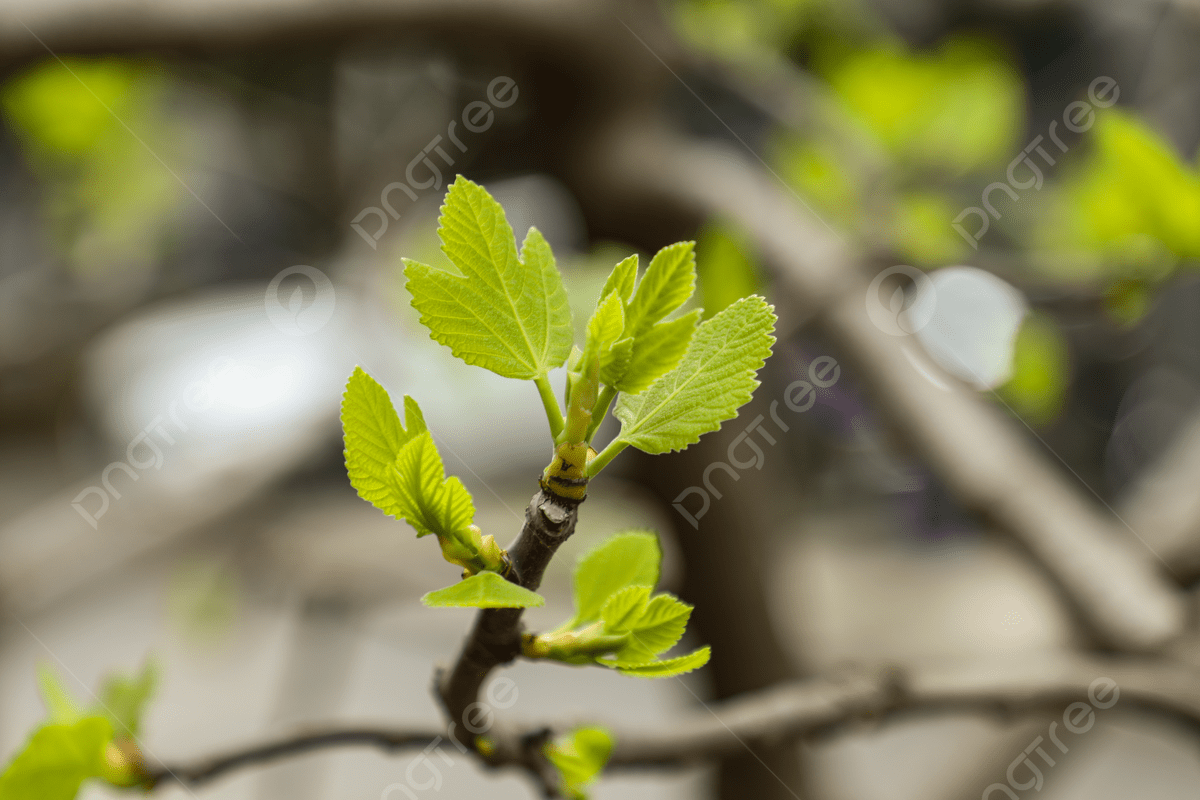 Fig Tree Wallpapers - Top Free Fig Tree Backgrounds - WallpaperAccess