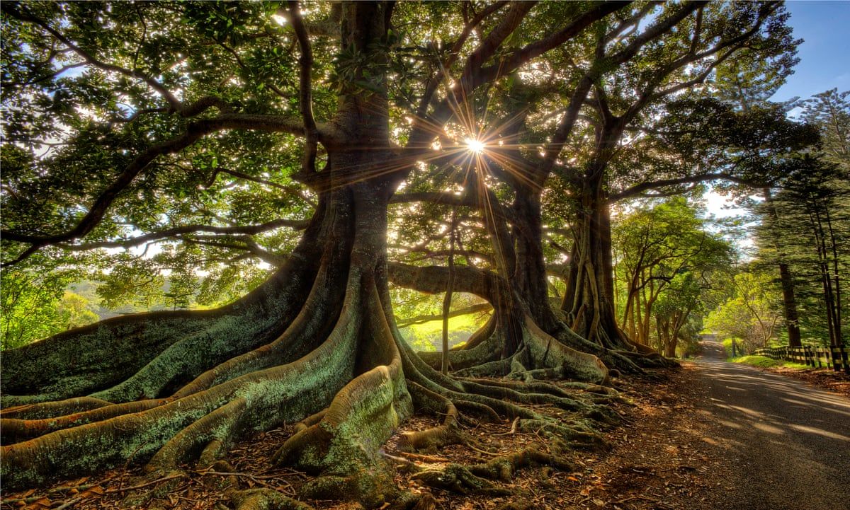 Fig Tree Wallpapers - Top Free Fig Tree Backgrounds - WallpaperAccess