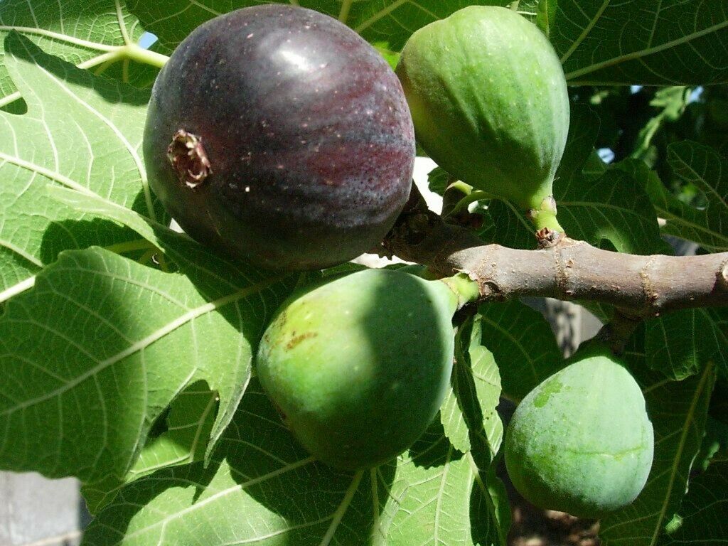 Fig Tree Wallpapers - Top Free Fig Tree Backgrounds - WallpaperAccess