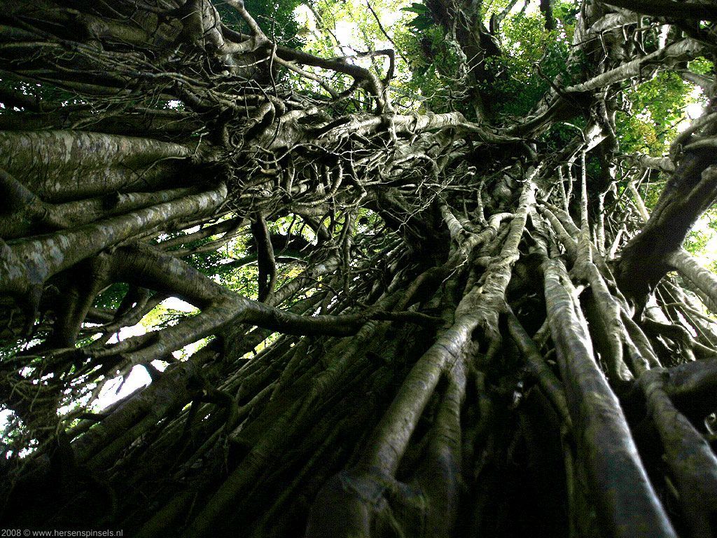 Fig Tree Wallpapers - Top Free Fig Tree Backgrounds - WallpaperAccess
