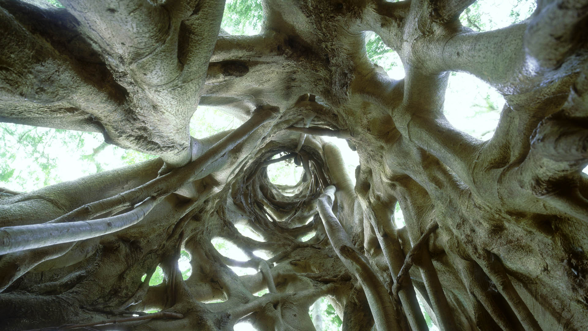 Fig Tree Wallpapers - Top Free Fig Tree Backgrounds - WallpaperAccess