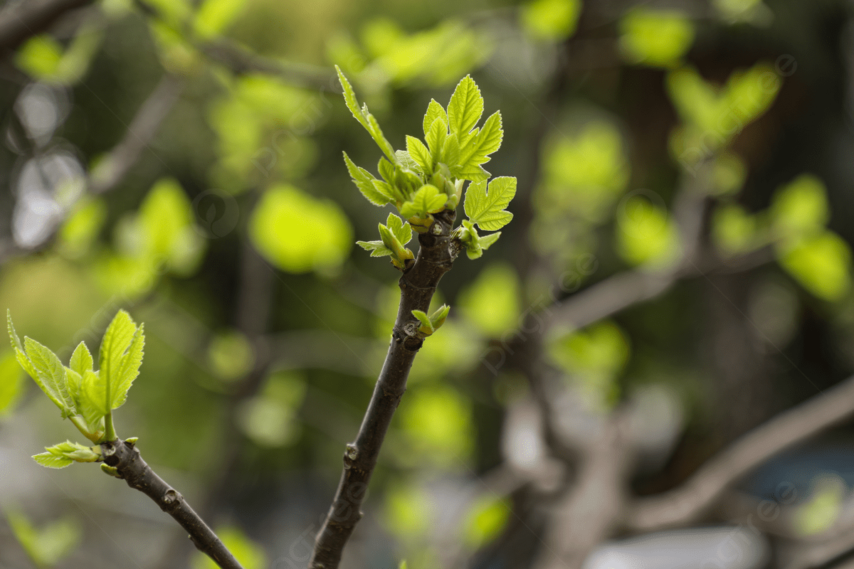 Fig Tree Wallpapers - Top Free Fig Tree Backgrounds - WallpaperAccess