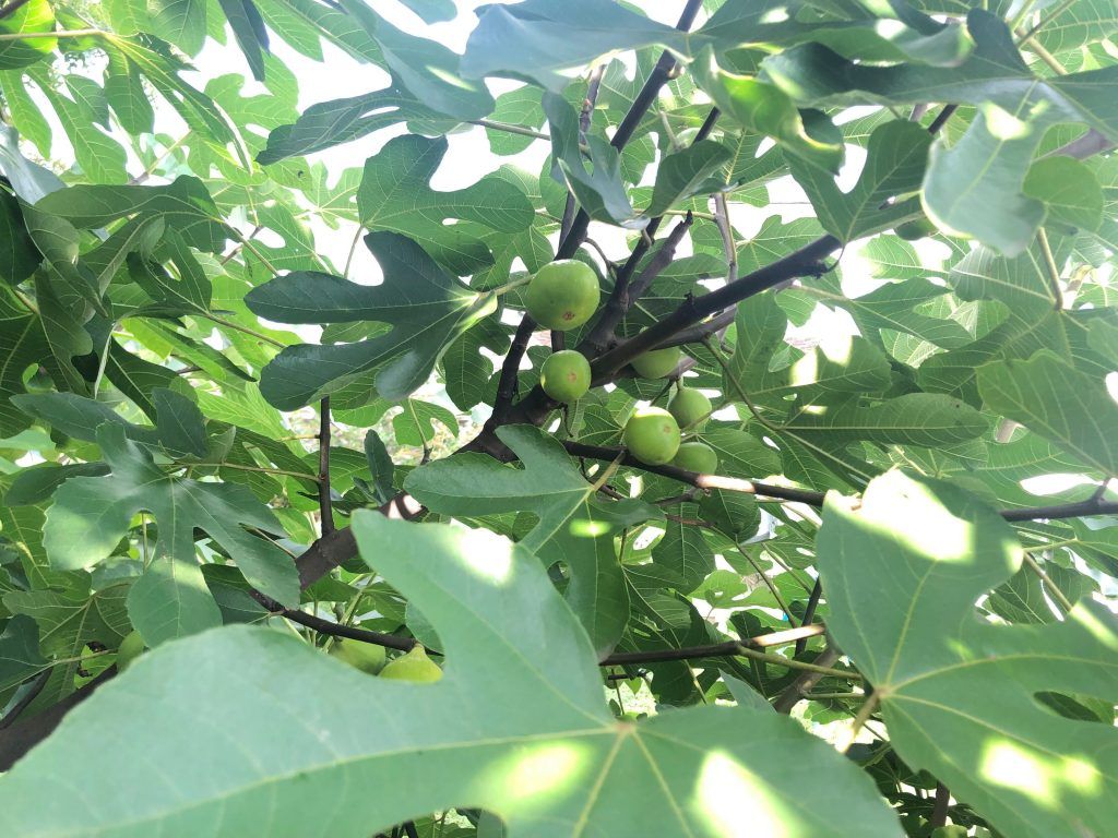 Fig Tree Wallpapers - Top Free Fig Tree Backgrounds - WallpaperAccess