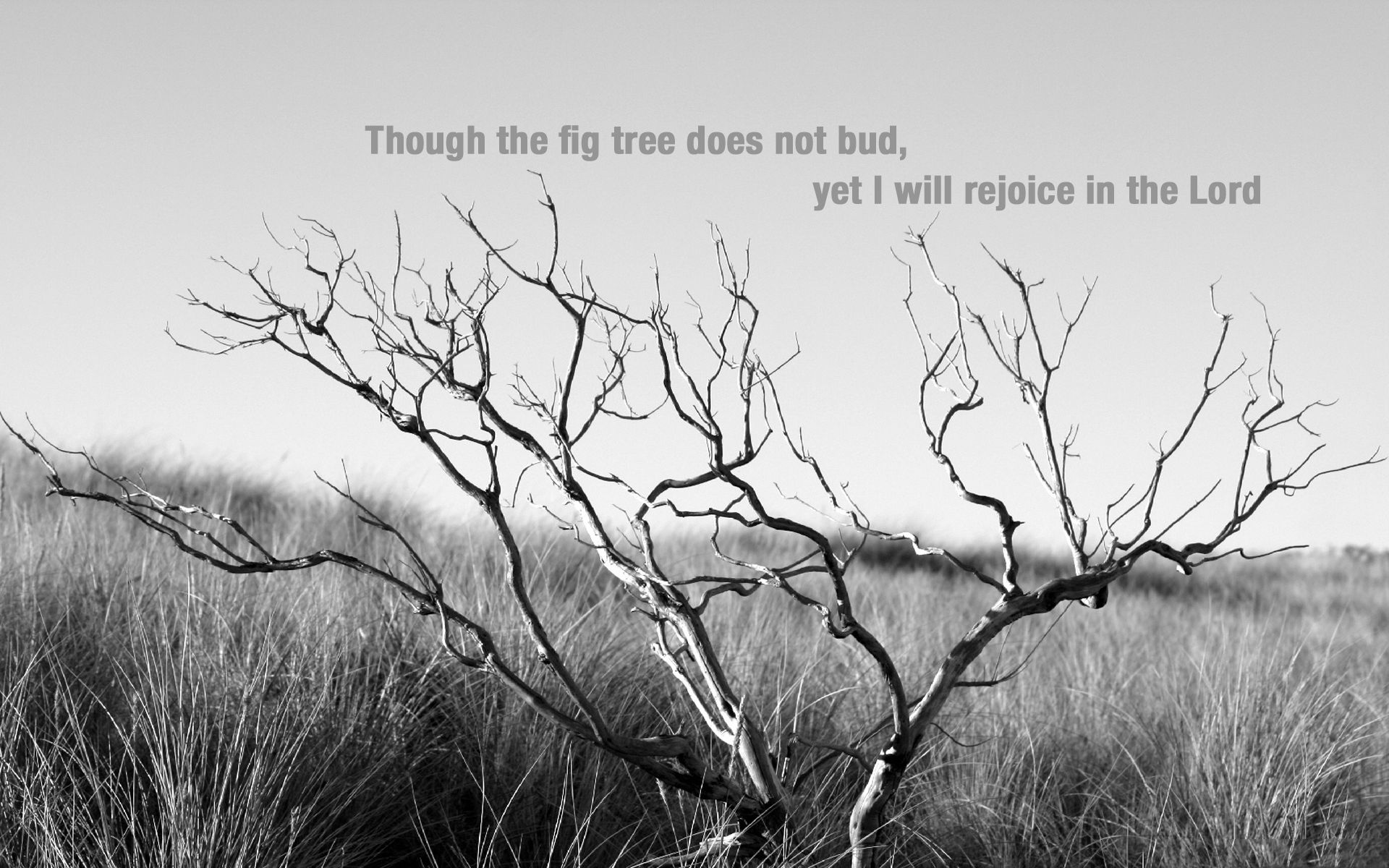 Fig Tree Wallpapers - Top Free Fig Tree Backgrounds - WallpaperAccess