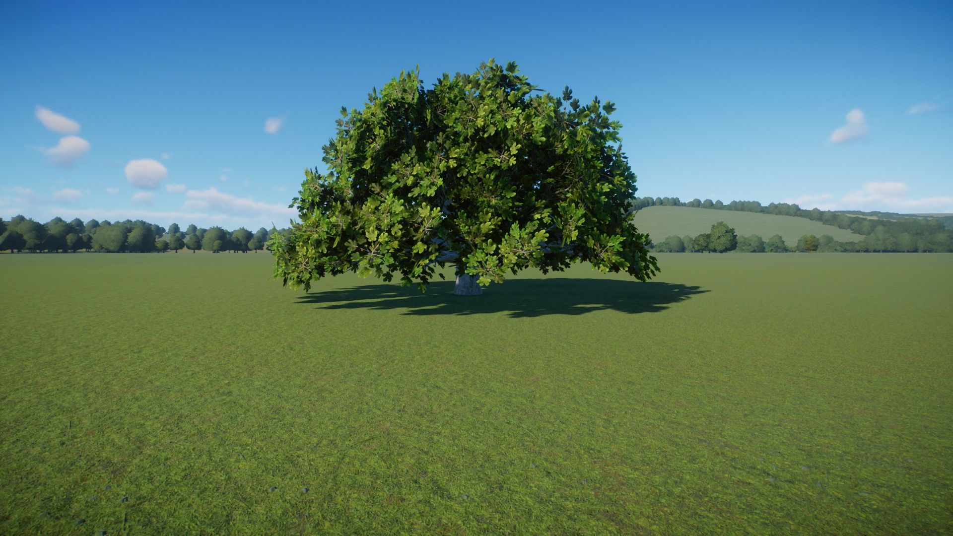 Fig Tree Wallpapers - Top Free Fig Tree Backgrounds - WallpaperAccess