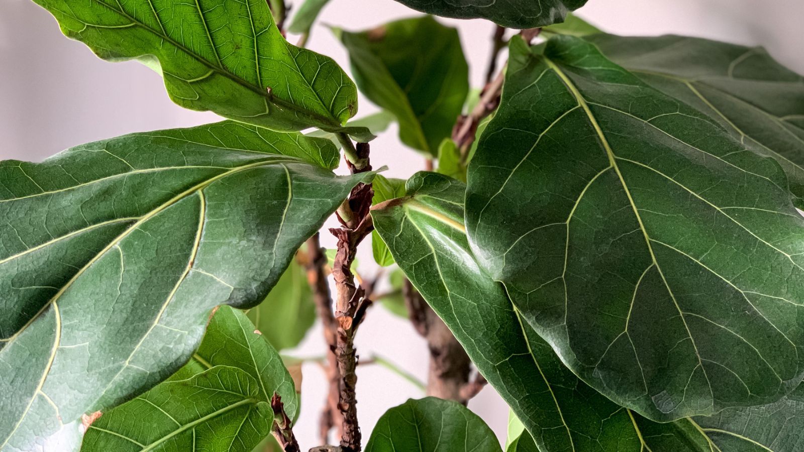 Fig Tree Wallpapers - Top Free Fig Tree Backgrounds - WallpaperAccess