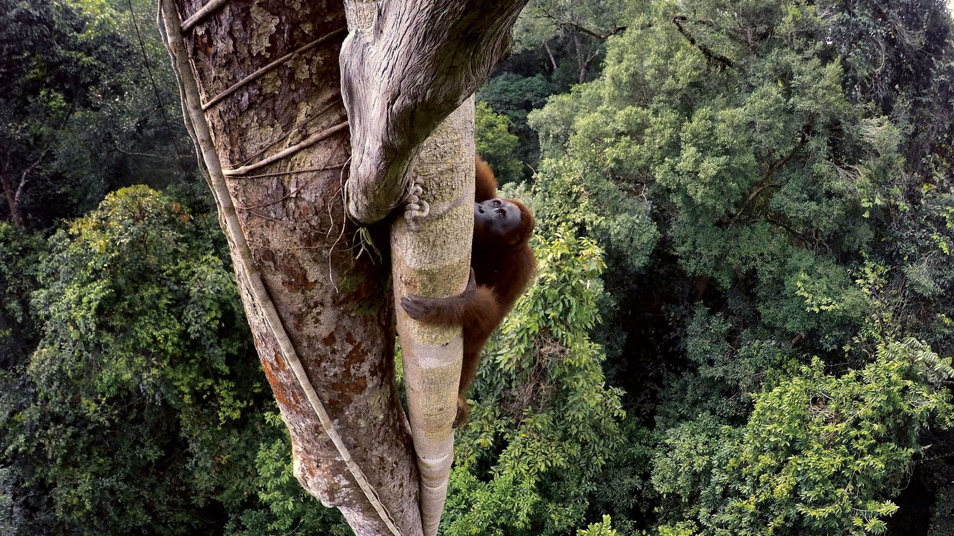 Fig Tree Wallpapers - Top Free Fig Tree Backgrounds - WallpaperAccess