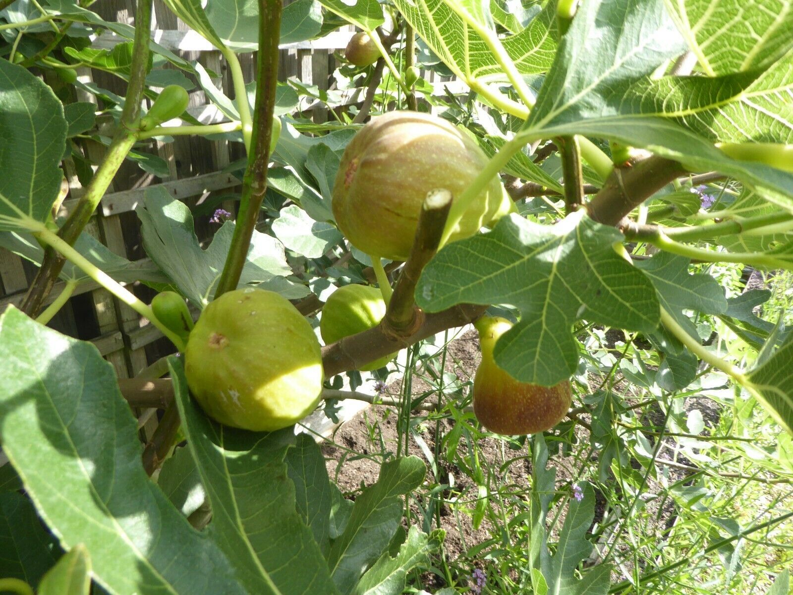 Fig Tree Wallpapers - Top Free Fig Tree Backgrounds - WallpaperAccess