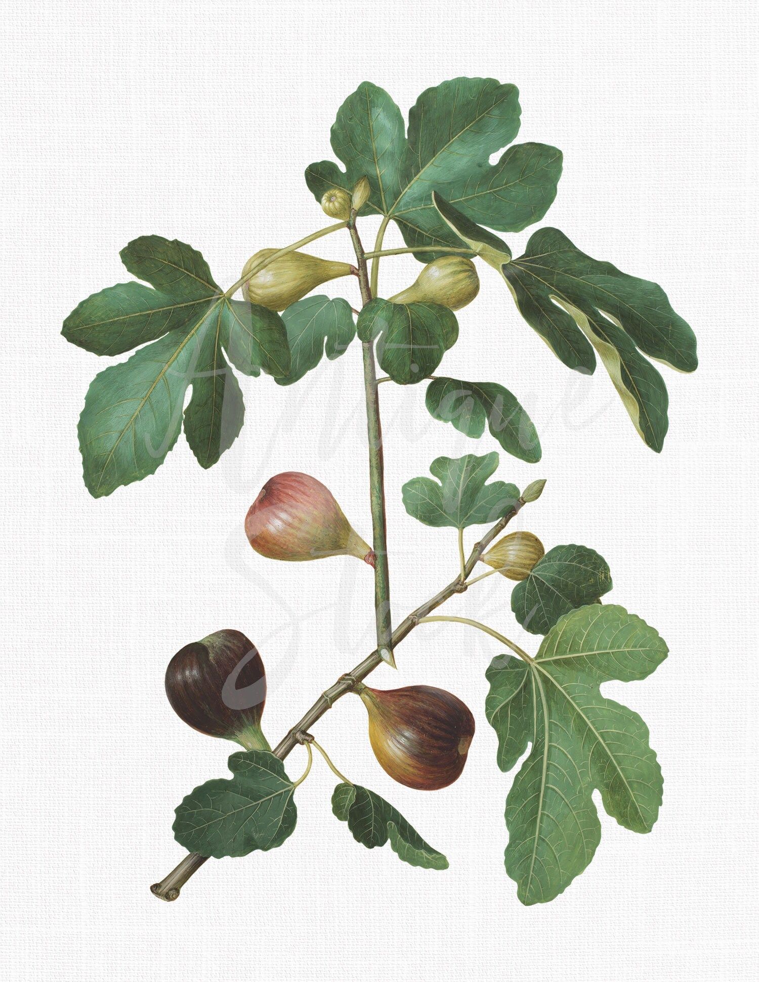 Fig Tree Wallpapers - Top Free Fig Tree Backgrounds - WallpaperAccess