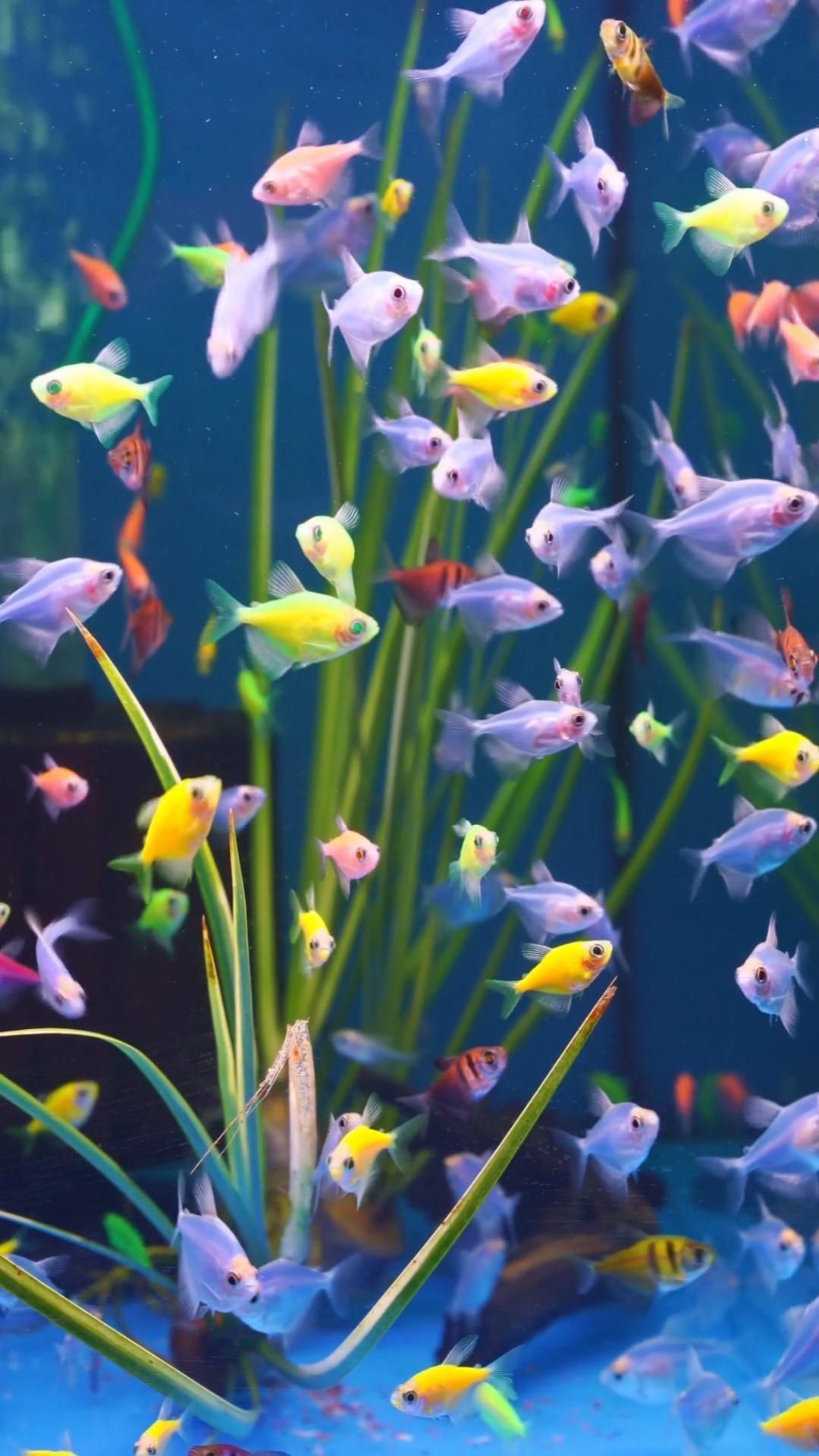 Moving Fish Wallpapers - Top Free Moving Fish Backgrounds - WallpaperAccess