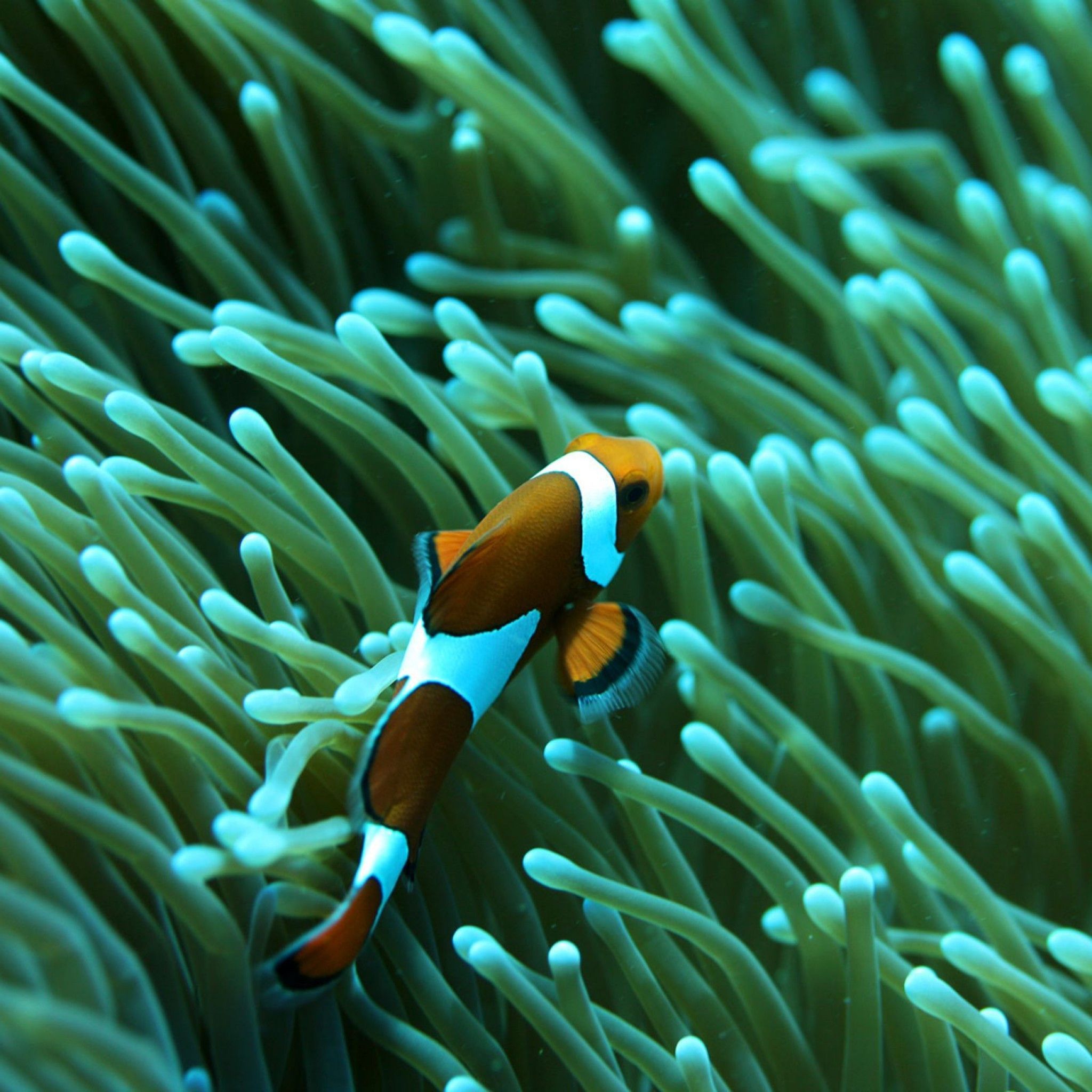 Moving Fish Wallpapers - Top Free Moving Fish Backgrounds - WallpaperAccess