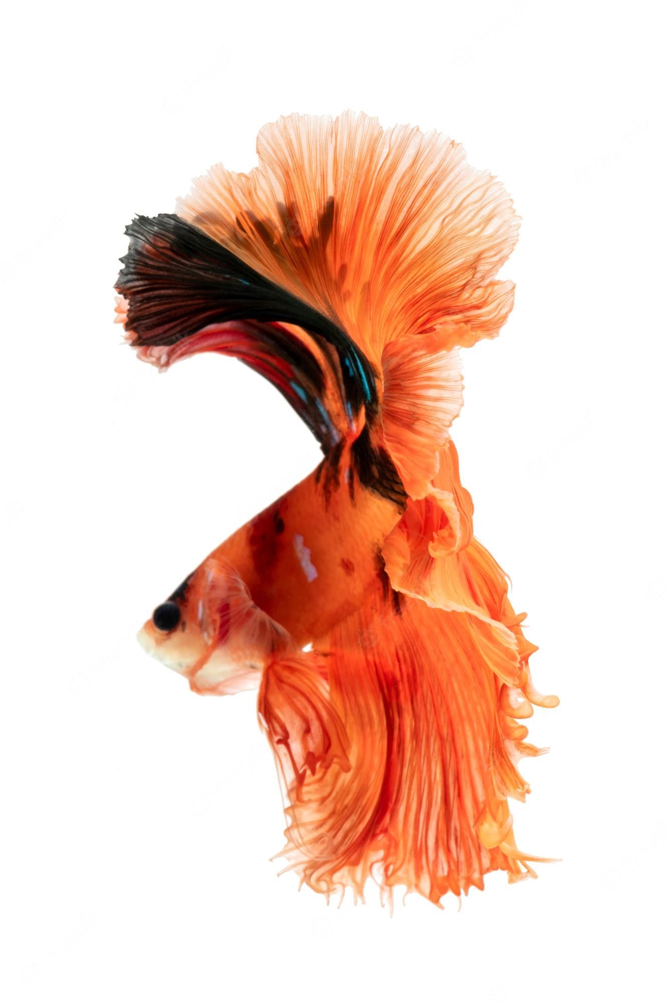 Moving Fish Wallpapers - Top Free Moving Fish Backgrounds - WallpaperAccess