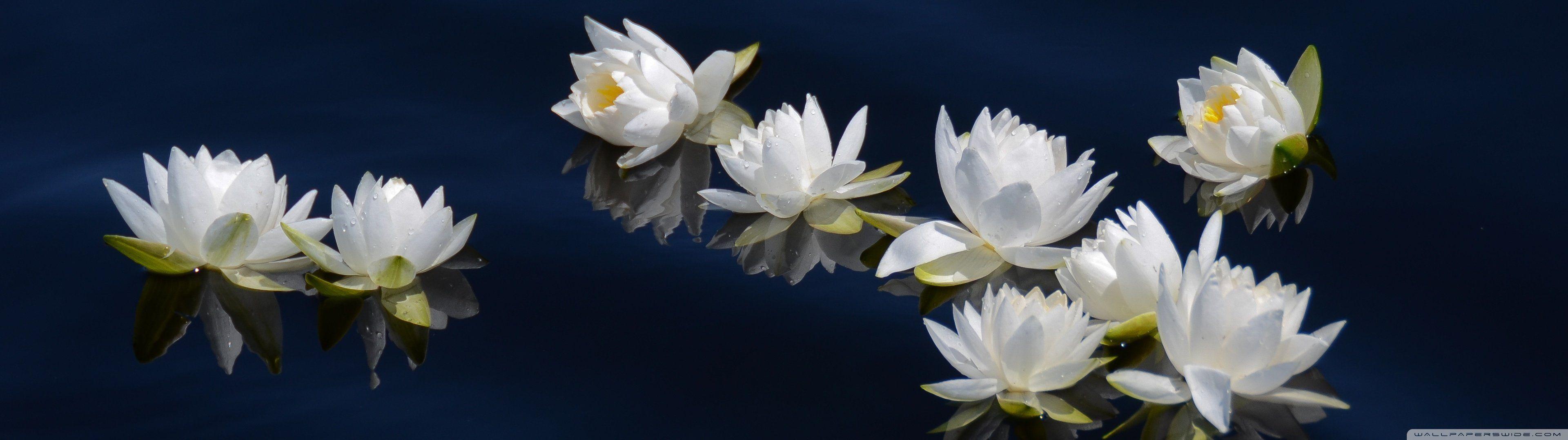 Dual Monitor Flower Wallpapers - Top Free Dual Monitor Flower ...