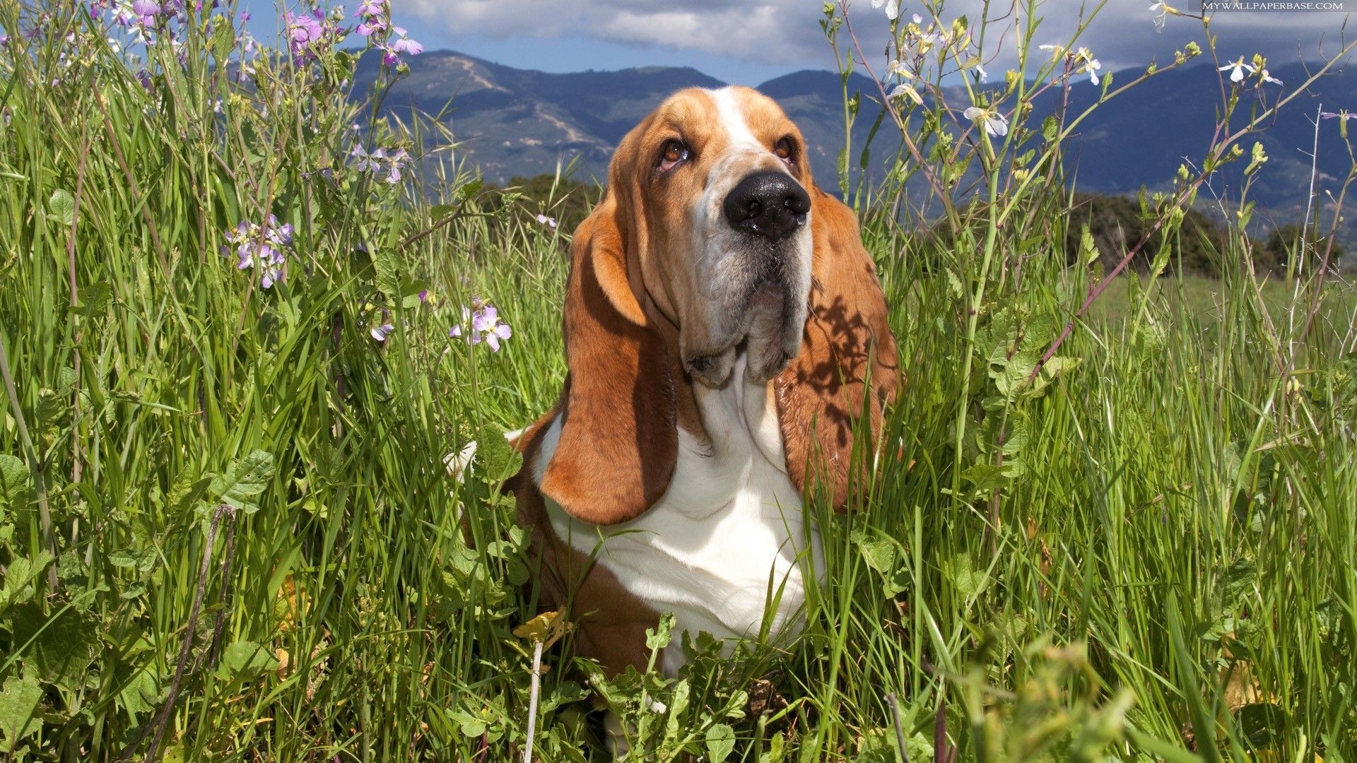 Basset Hound Wallpapers - Top Free Basset Hound Backgrounds ...