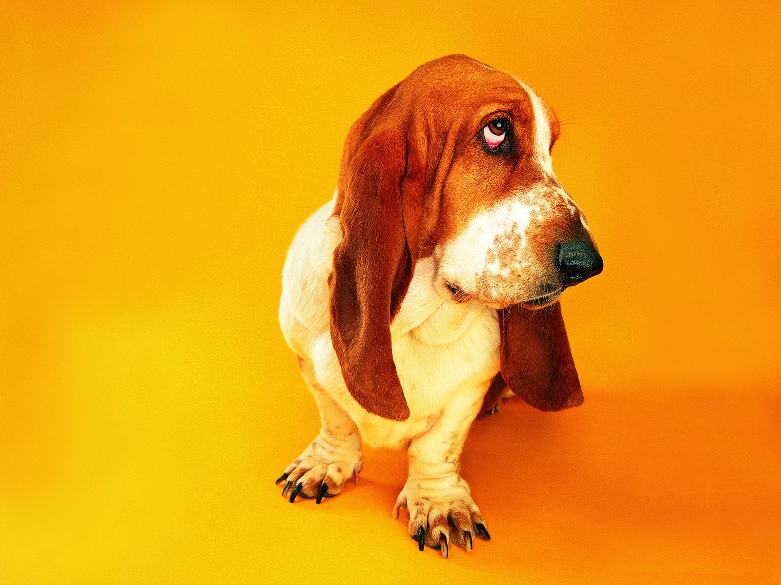 Basset Hound Wallpapers - Top Free Basset Hound Backgrounds ...