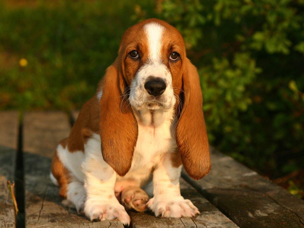 Basset Hound Wallpapers - Top Free Basset Hound Backgrounds ...