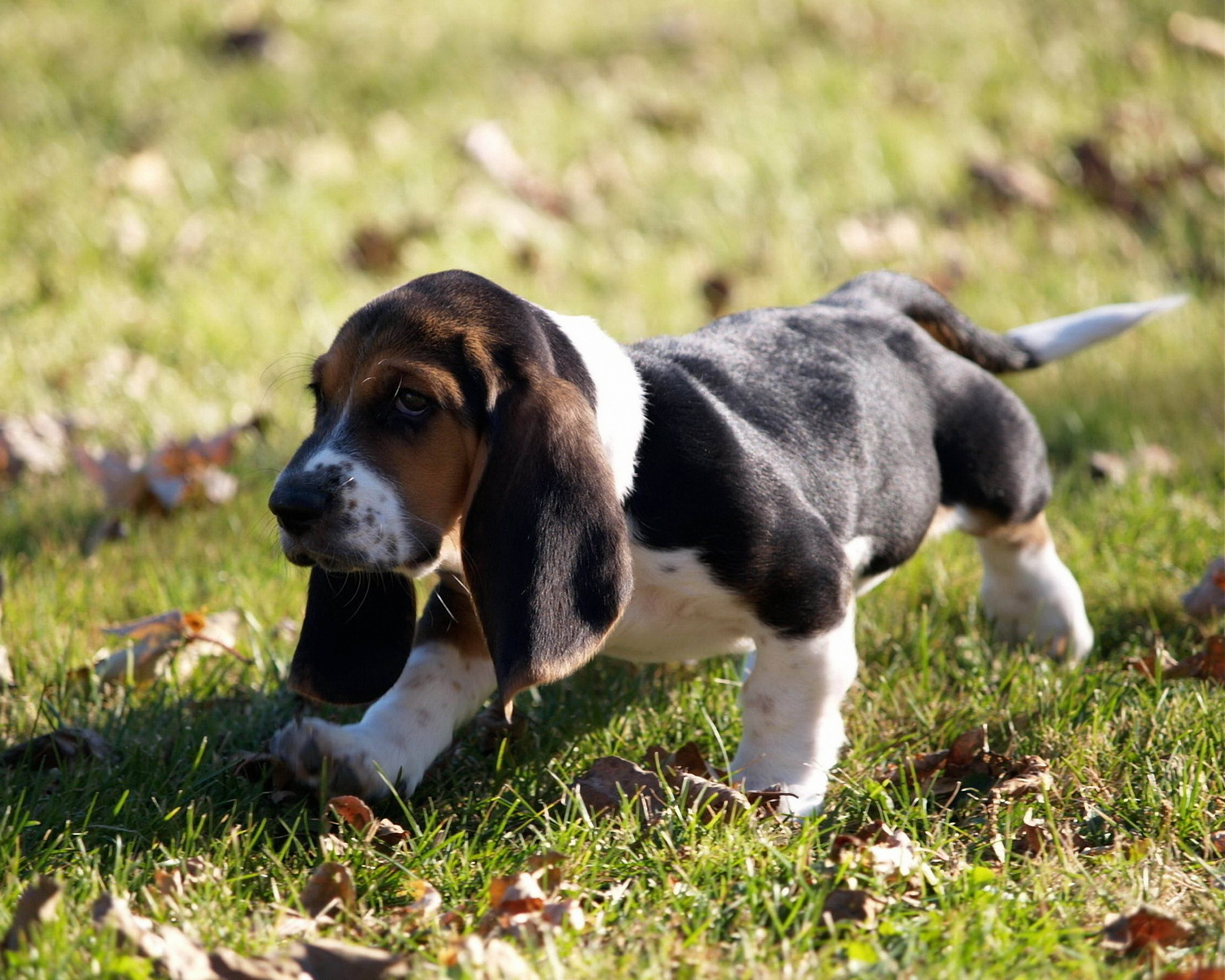 Basset Hound Wallpapers - Top Free Basset Hound Backgrounds ...