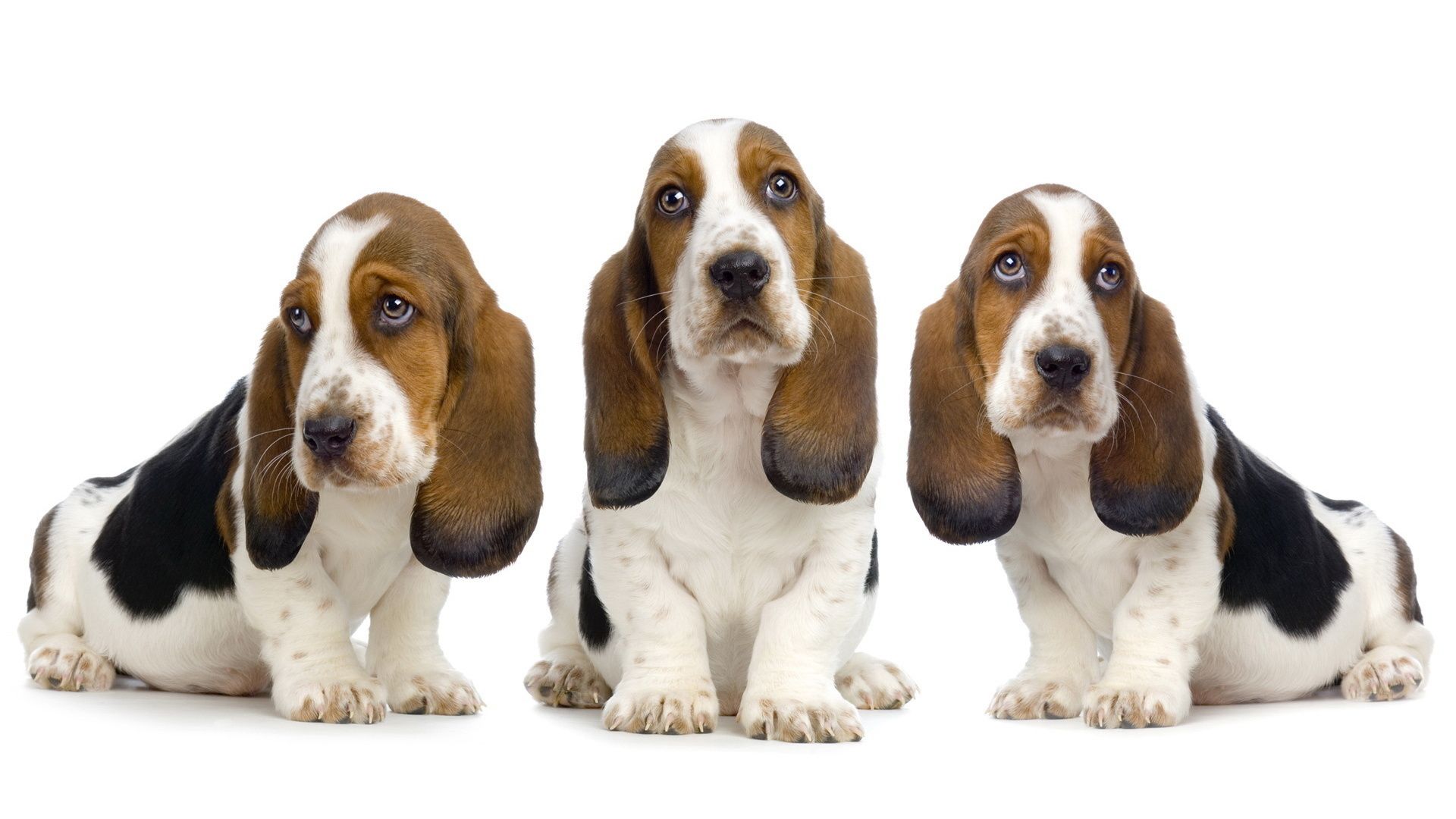 Basset Hound Wallpapers - Top Free Basset Hound Backgrounds ...