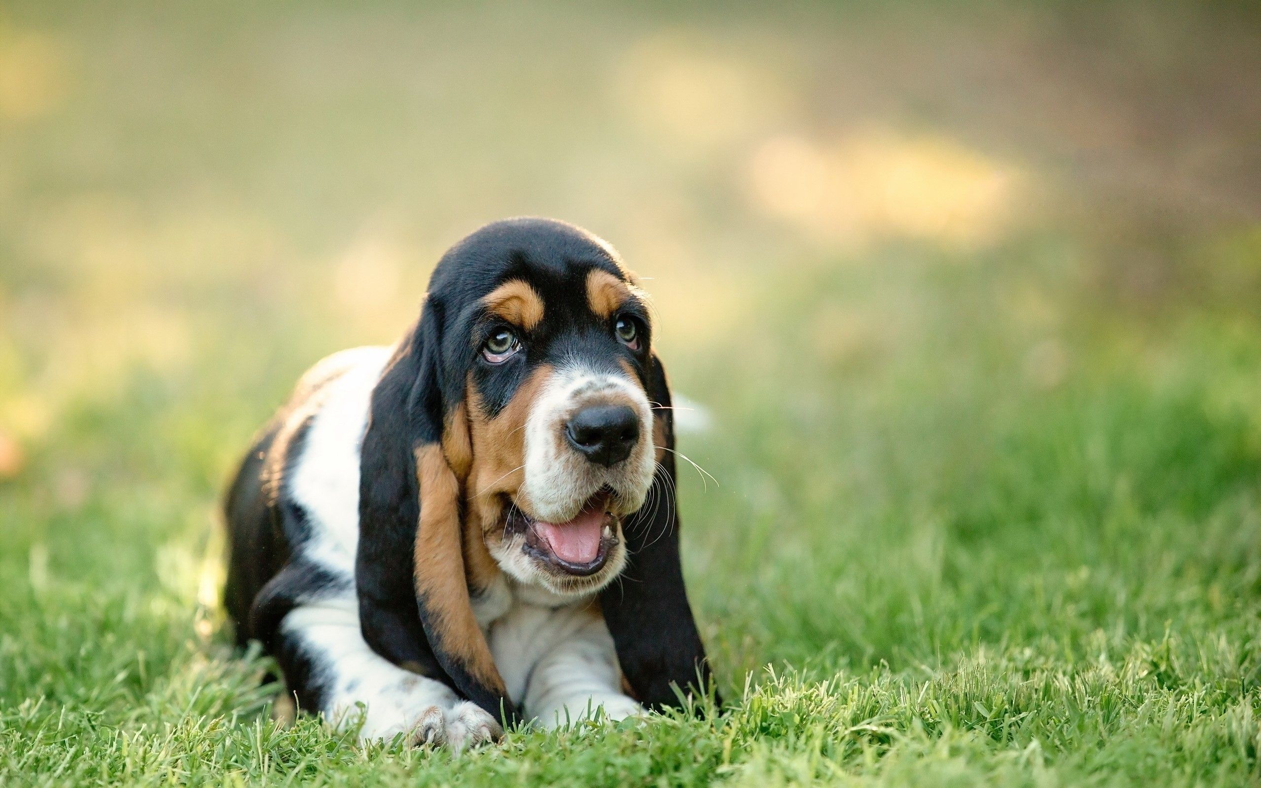 Basset Hound Wallpapers - Top Free Basset Hound Backgrounds ...