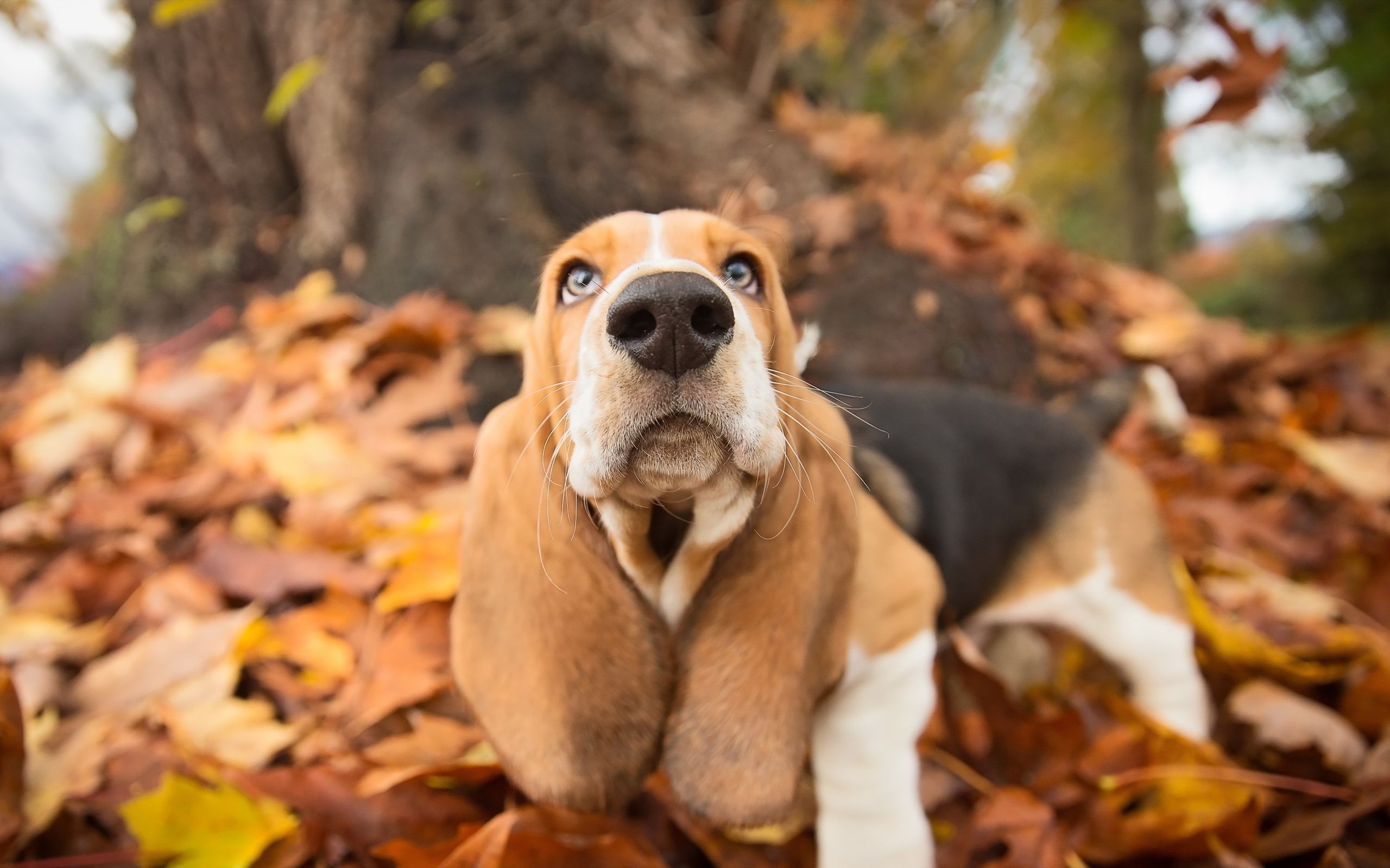 Basset Hound Wallpapers - Top Free Basset Hound Backgrounds ...