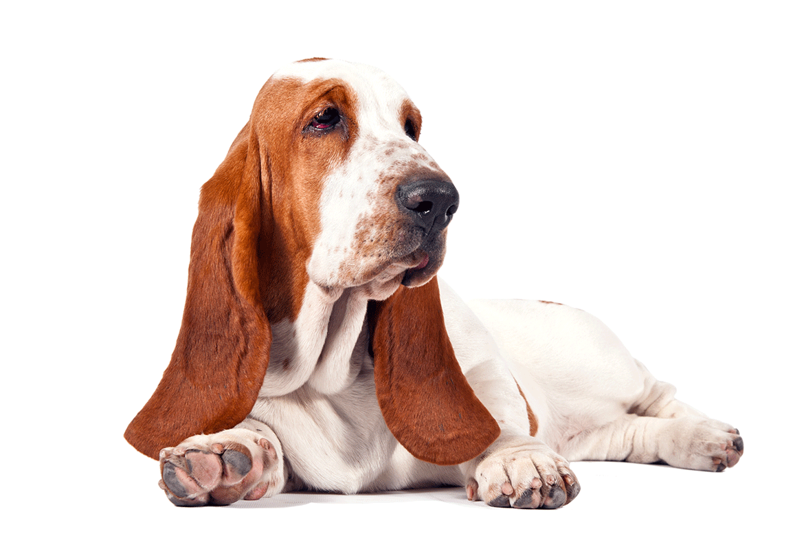 Basset Hound Wallpapers - Top Free Basset Hound Backgrounds ...