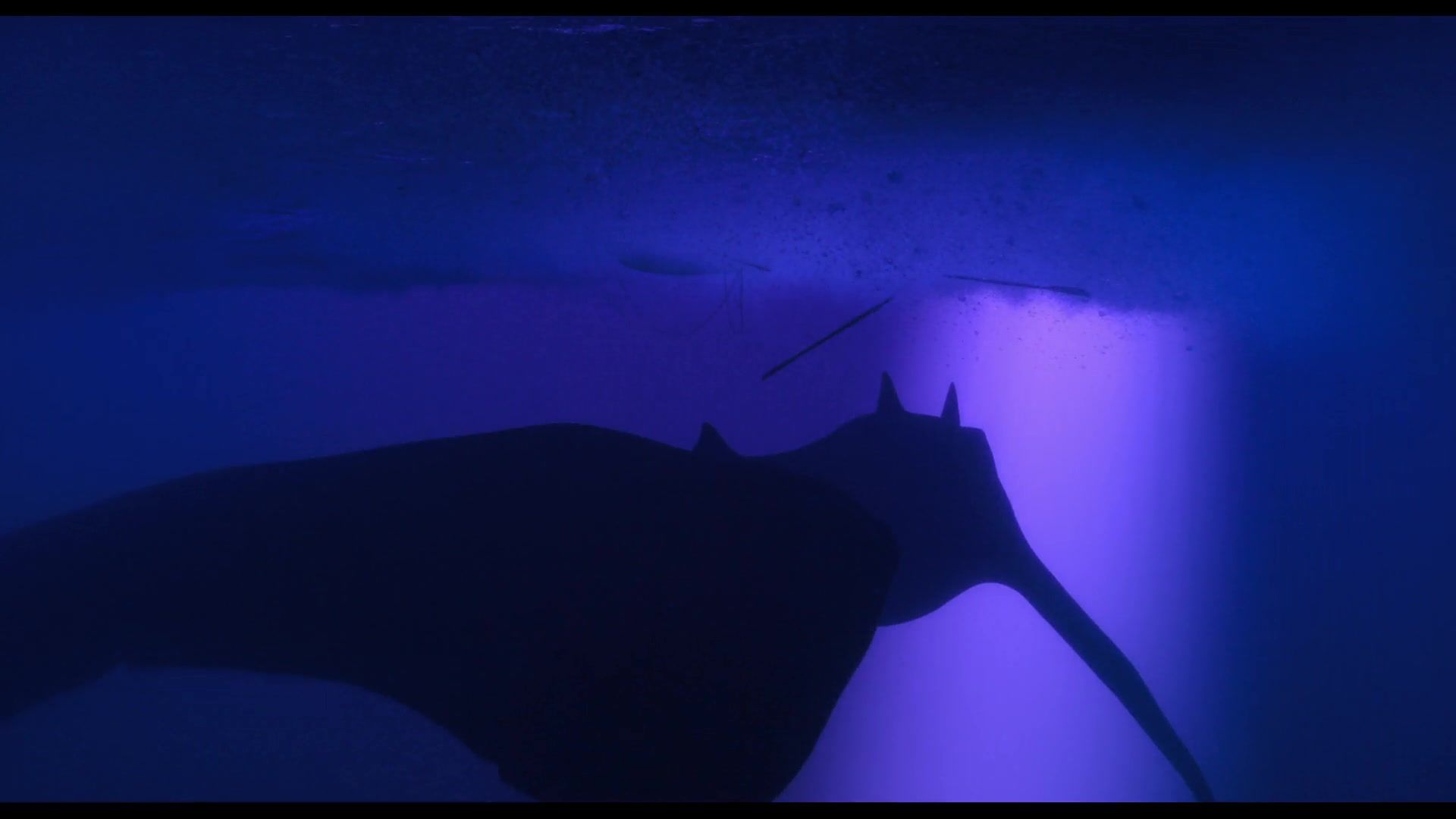 The Sea Beast Wallpapers - Top Free The Sea Beast Backgrounds ...