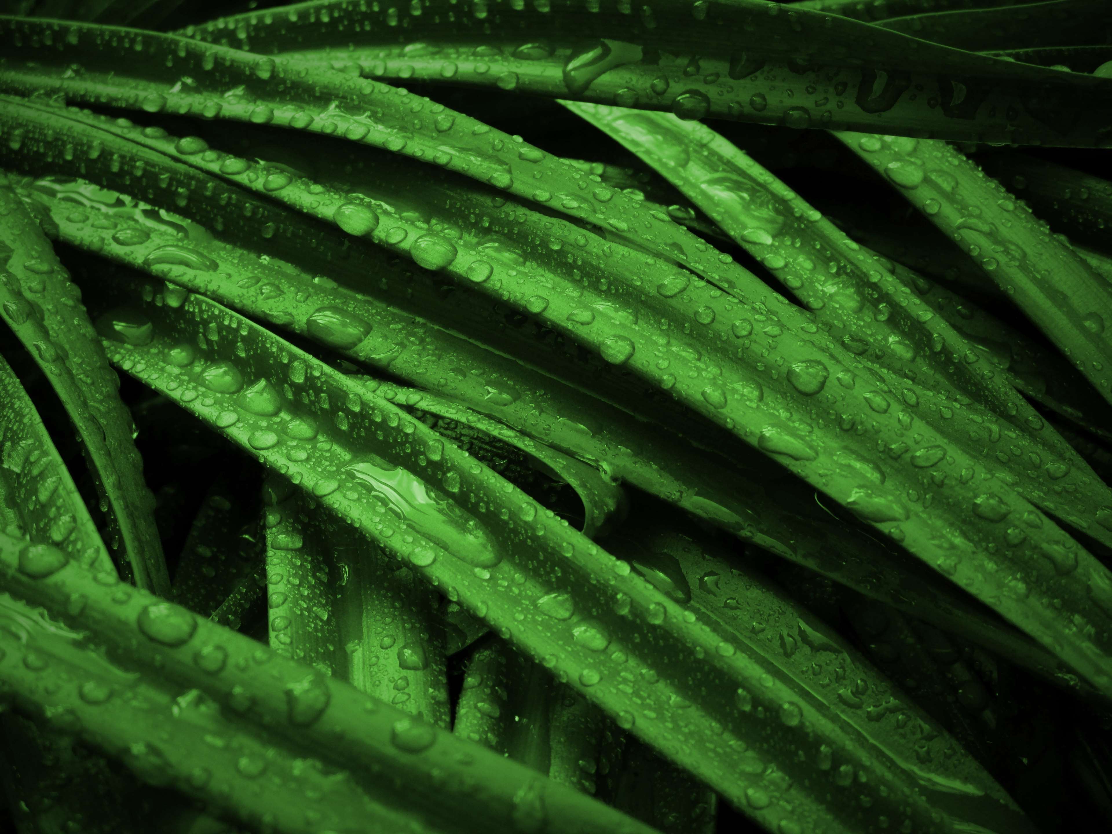 Plant Desktop Wallpapers - Top Free Plant Desktop Backgrounds ...