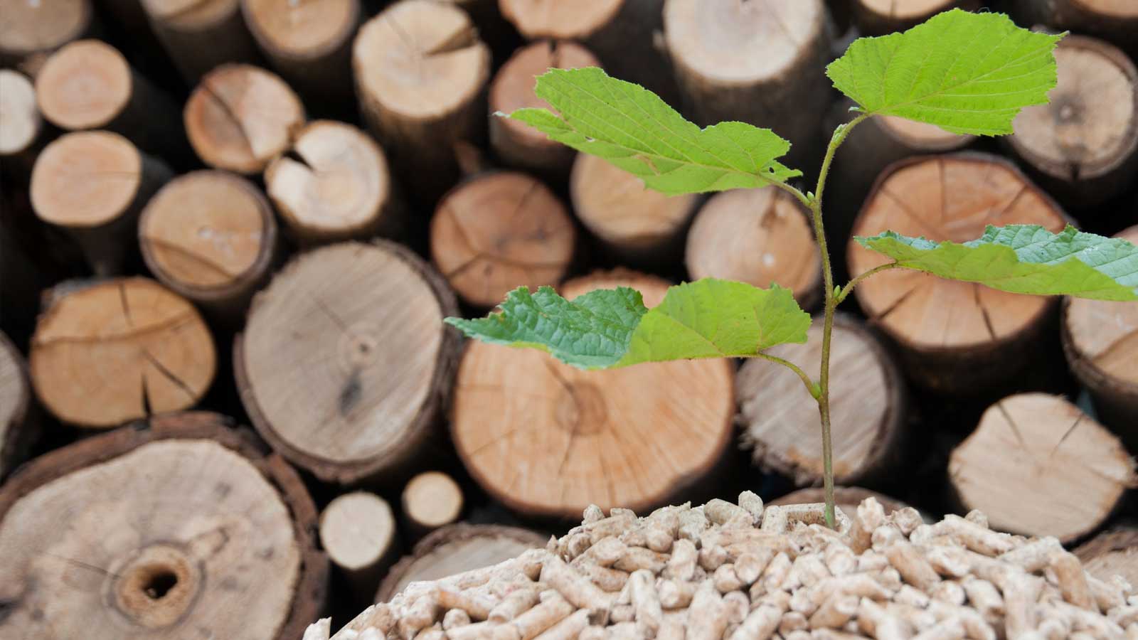 Biomass Wallpapers - Top Free Biomass Backgrounds - WallpaperAccess