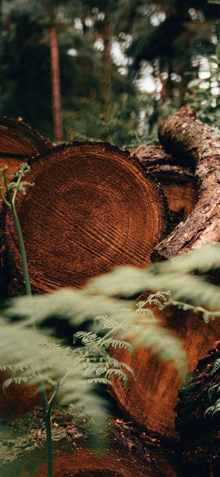 Biomass Wallpapers - Top Free Biomass Backgrounds - WallpaperAccess