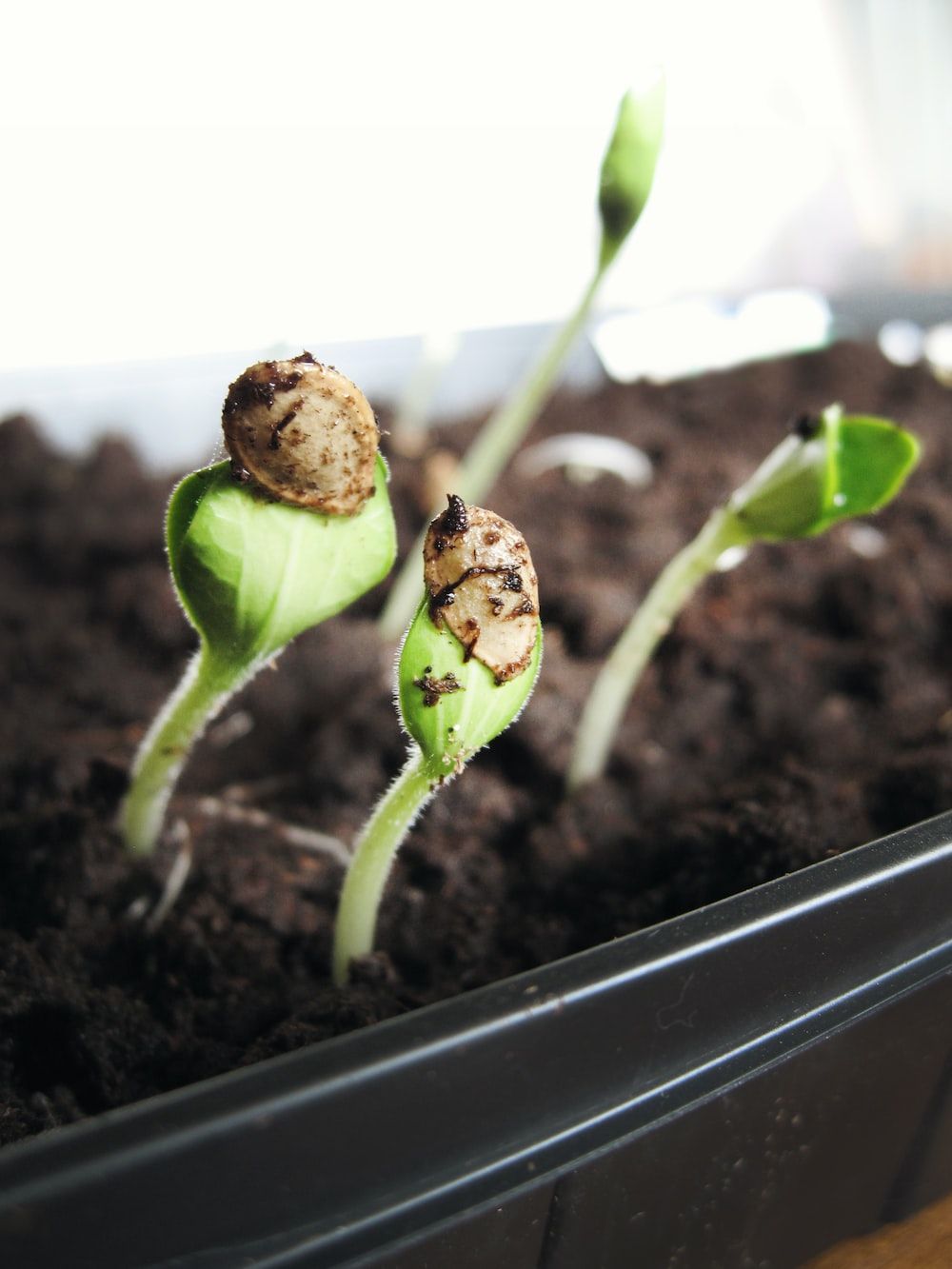 Seedling Wallpapers - Top Free Seedling Backgrounds - WallpaperAccess