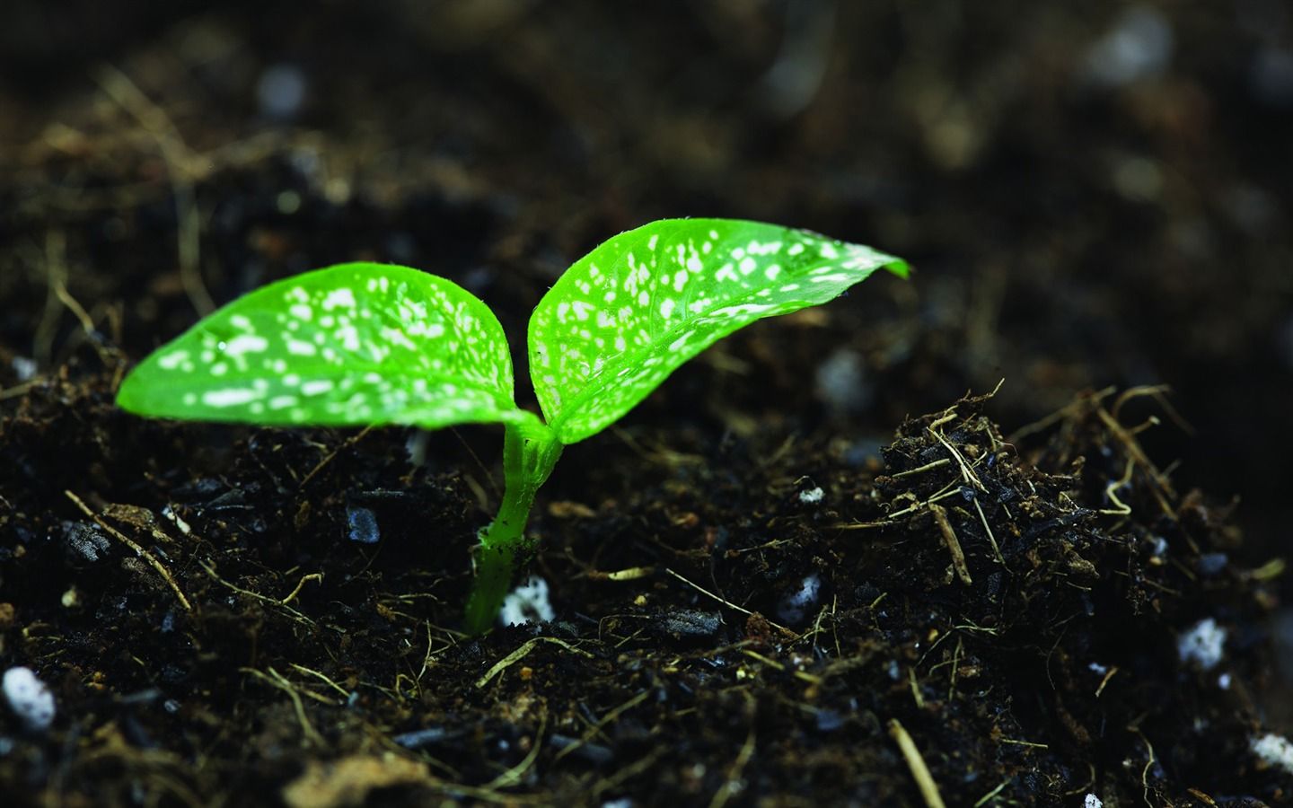 Seedling Wallpapers - Top Free Seedling Backgrounds - WallpaperAccess