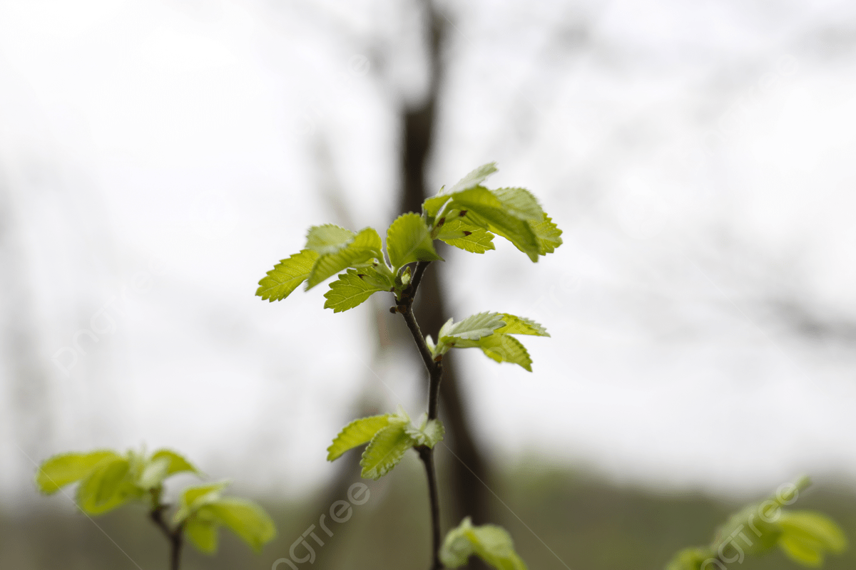 Seedling Wallpapers - Top Free Seedling Backgrounds - WallpaperAccess