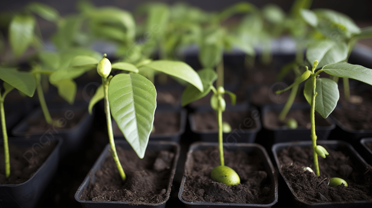 Seedling Wallpapers - Top Free Seedling Backgrounds - WallpaperAccess