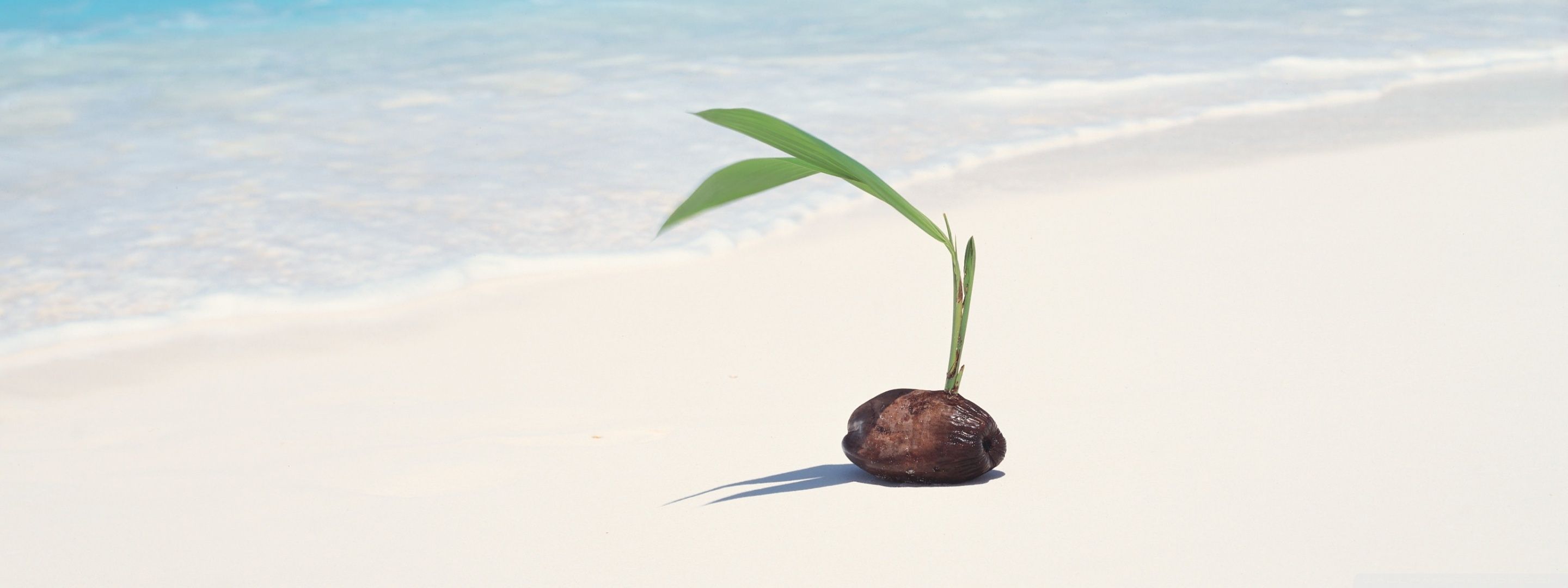 Seedling Wallpapers - Top Free Seedling Backgrounds - WallpaperAccess