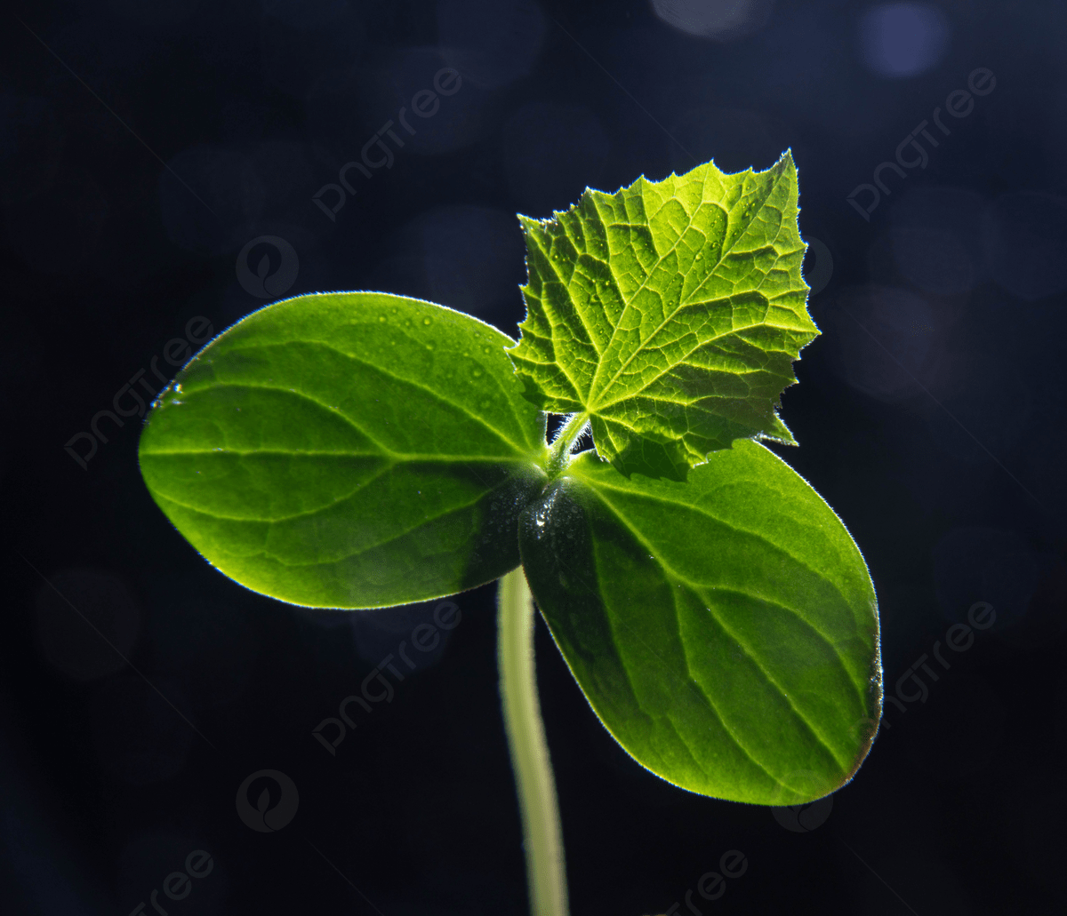 Seedling Wallpapers - Top Free Seedling Backgrounds - WallpaperAccess