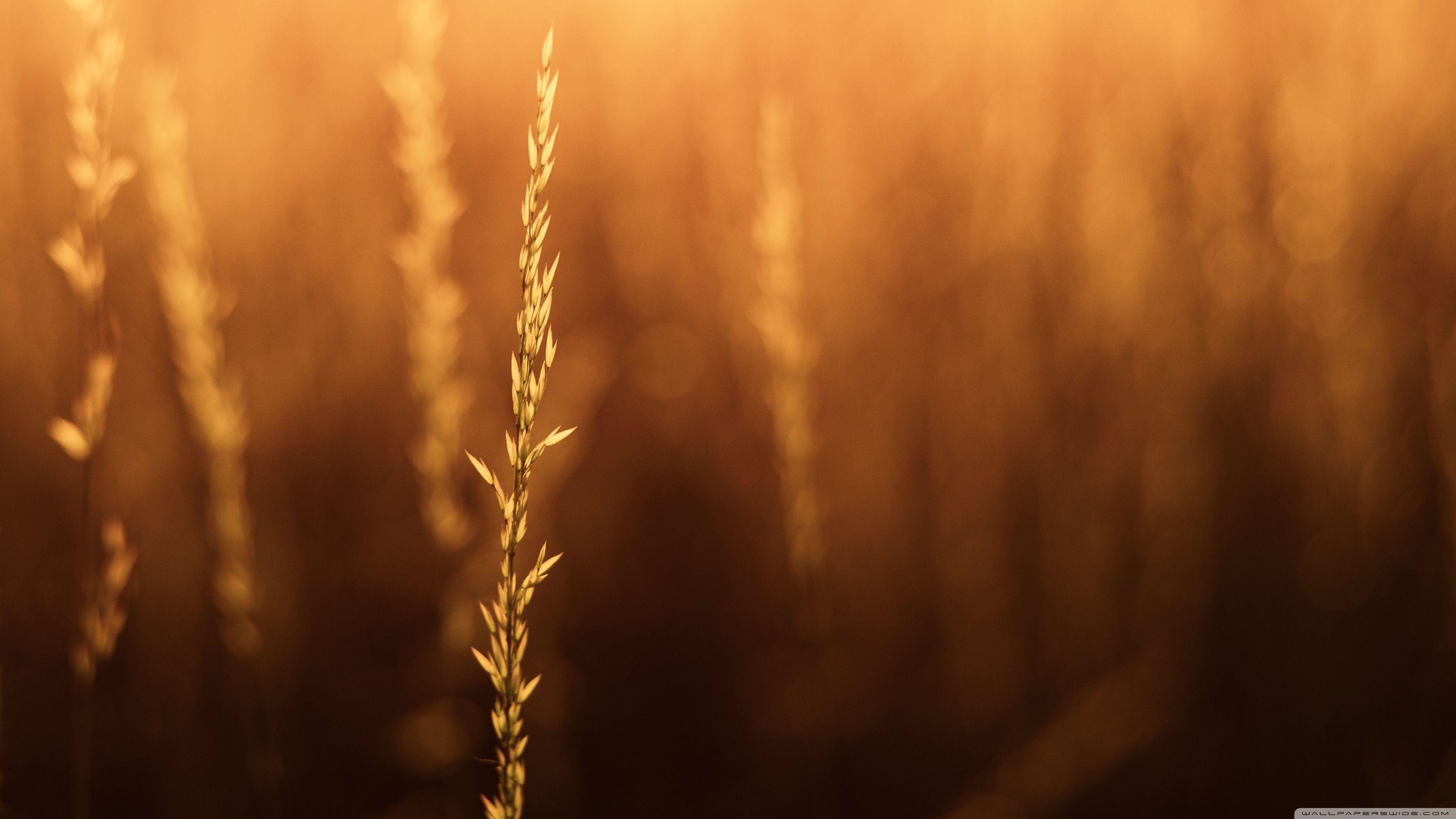 Seedling Wallpapers - Top Free Seedling Backgrounds - WallpaperAccess