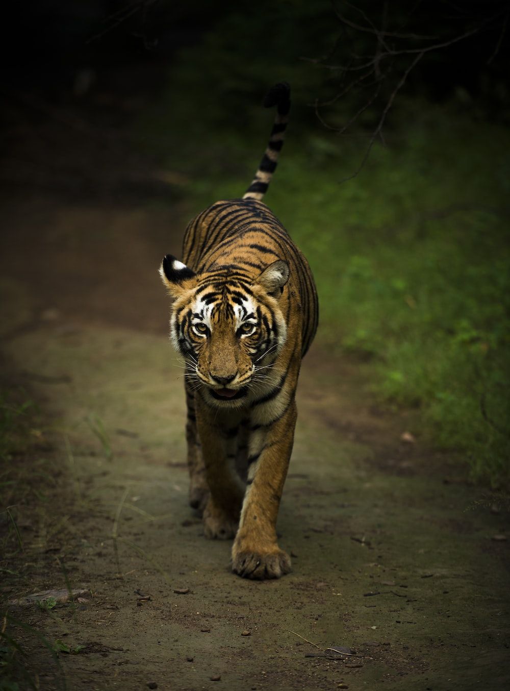 Royal Bengal Tiger Wallpapers - Top Free Royal Bengal Tiger Backgrounds ...