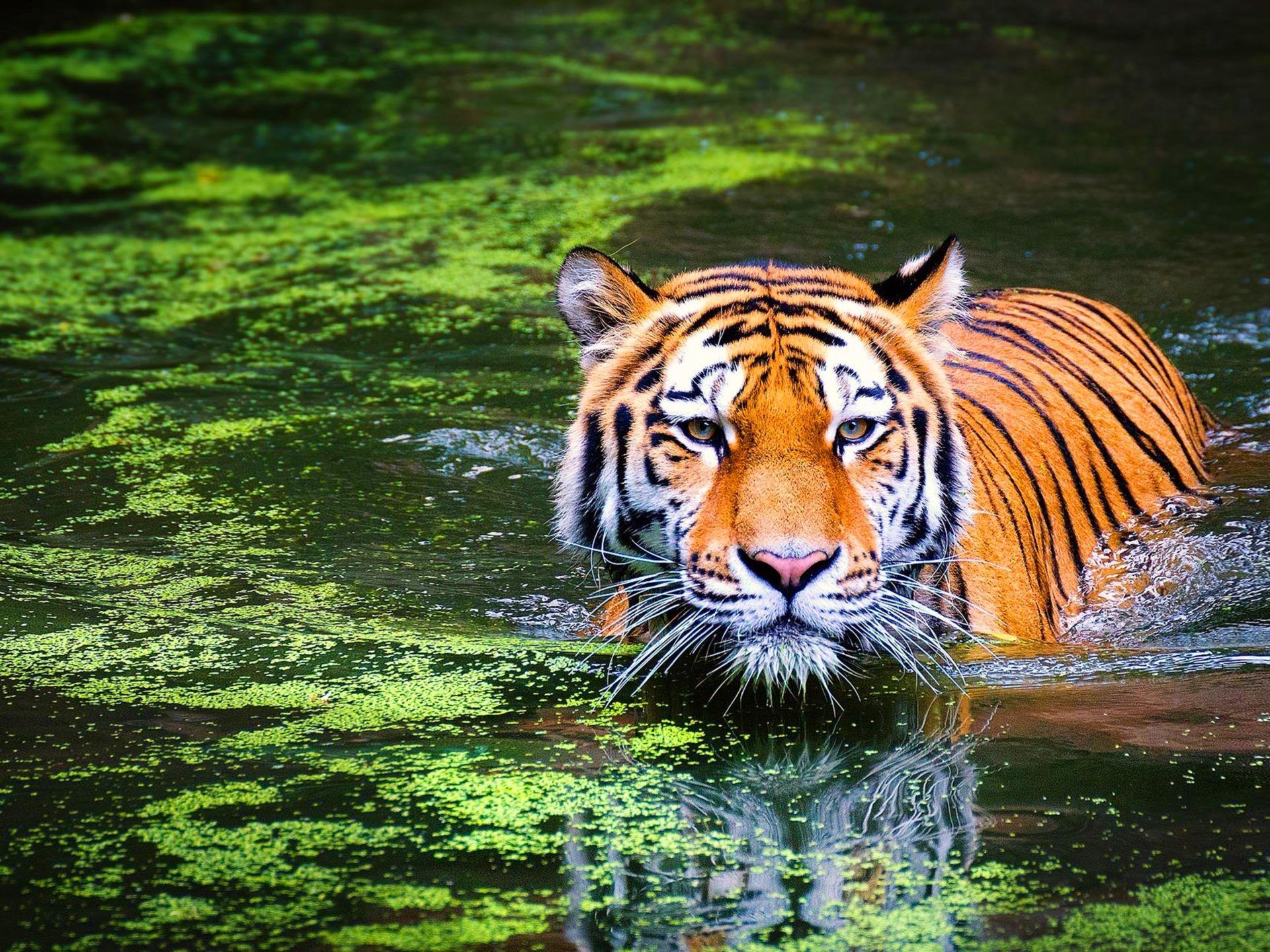 Royal Bengal Tiger Wallpapers - Top Free Royal Bengal Tiger Backgrounds ...