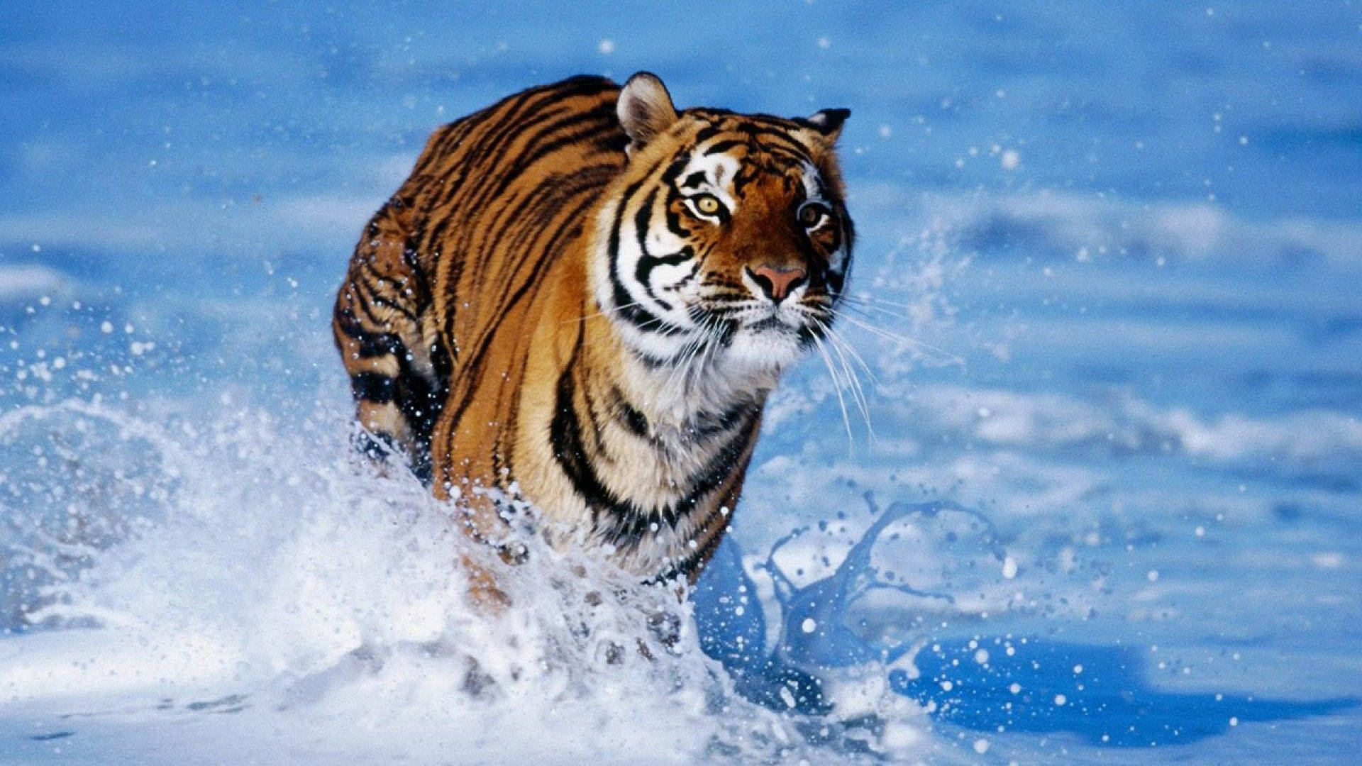 Royal Bengal Tiger Wallpapers - Top Free Royal Bengal Tiger Backgrounds ...