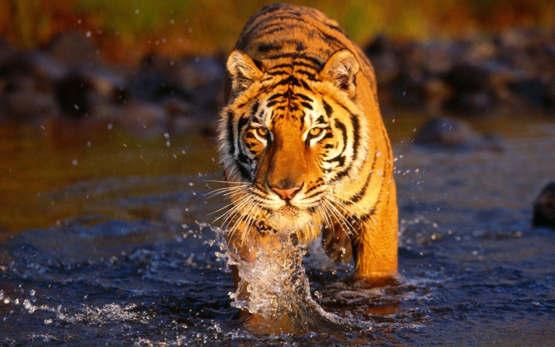 Royal Bengal Tiger Wallpapers - Top Free Royal Bengal Tiger Backgrounds ...