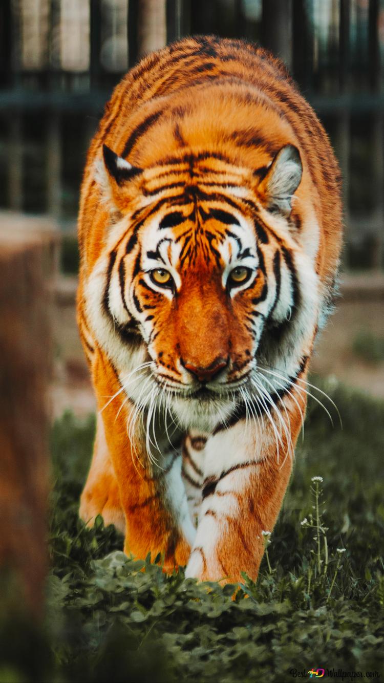 Royal Bengal Tiger Wallpapers - Top Free Royal Bengal Tiger Backgrounds ...