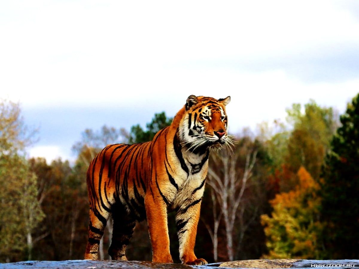 Royal Bengal Tiger Wallpapers - Top Free Royal Bengal Tiger Backgrounds ...